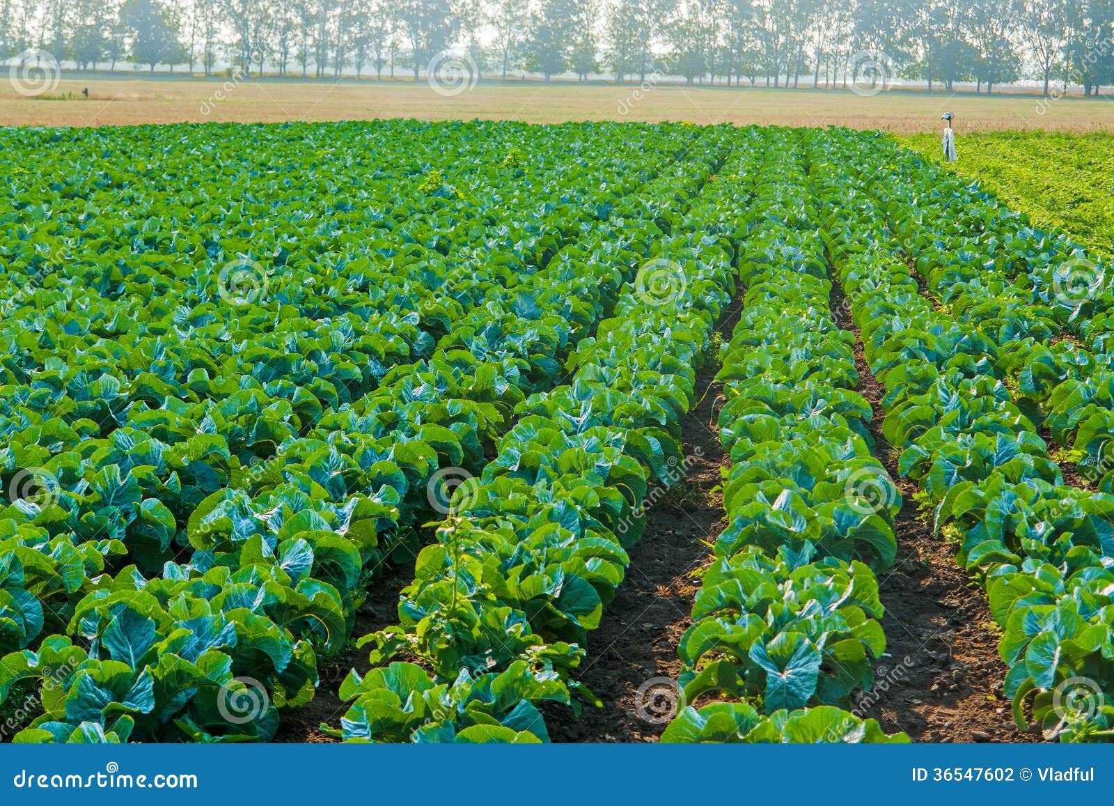 Field of the cabbage9 stock photo. Image of agriculture - 36547602