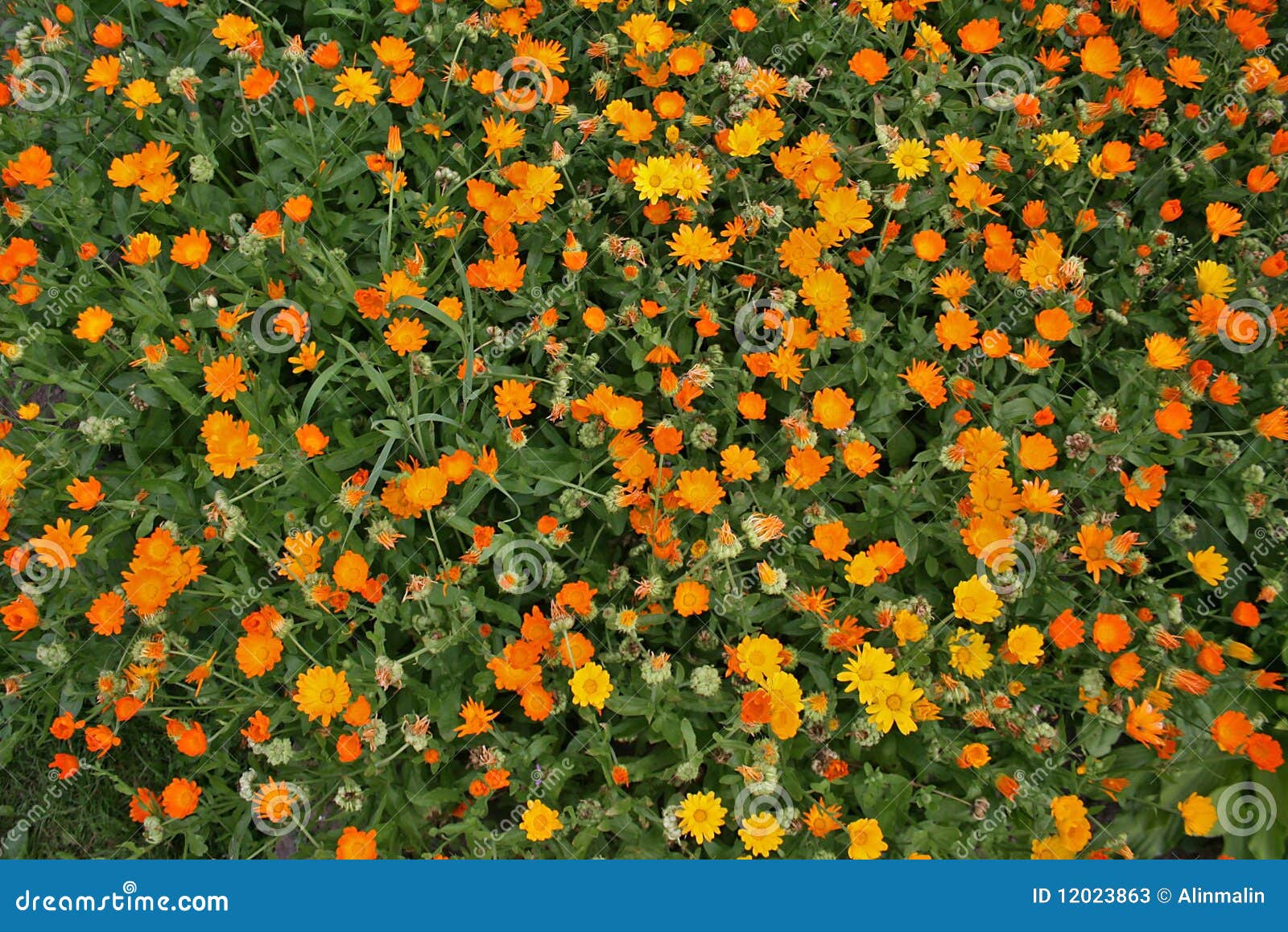 Field of calendula stock image. Image of orange, medical - 12023863