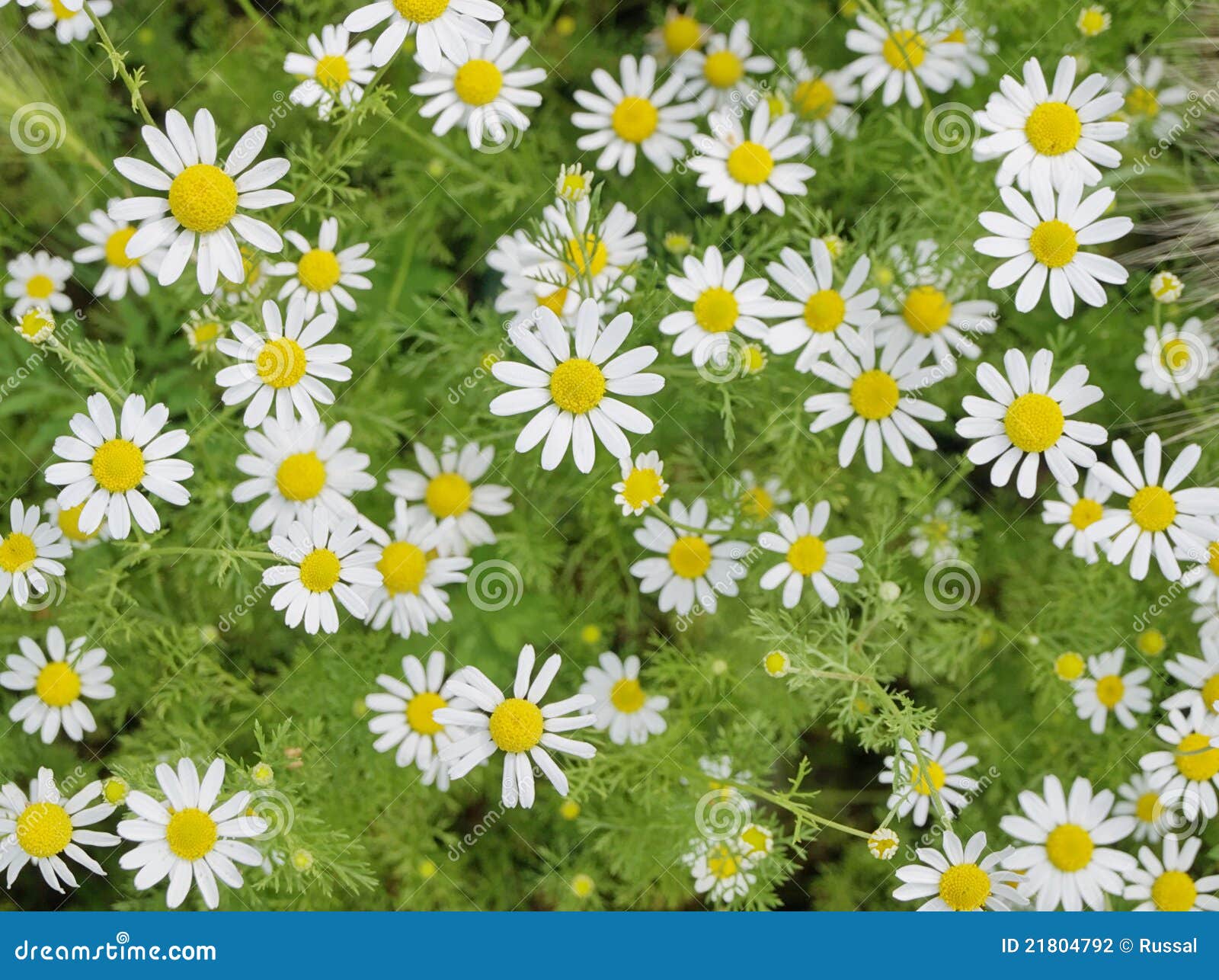 Field of Camomile. Background Stock Photo - Image of camomile, green ...