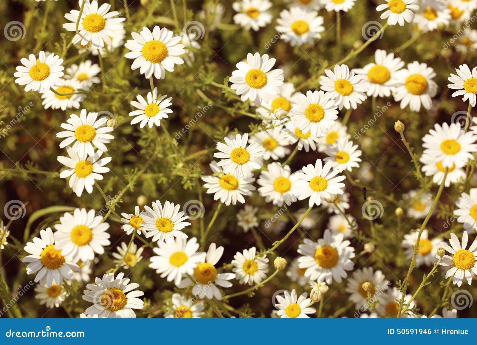Field of camomile flowers stock photo. Image of meadow - 50591946