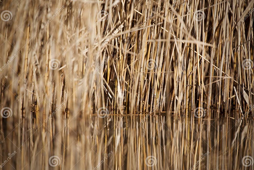Field of canes stock photo. Image of colorful, reeds - 25832376