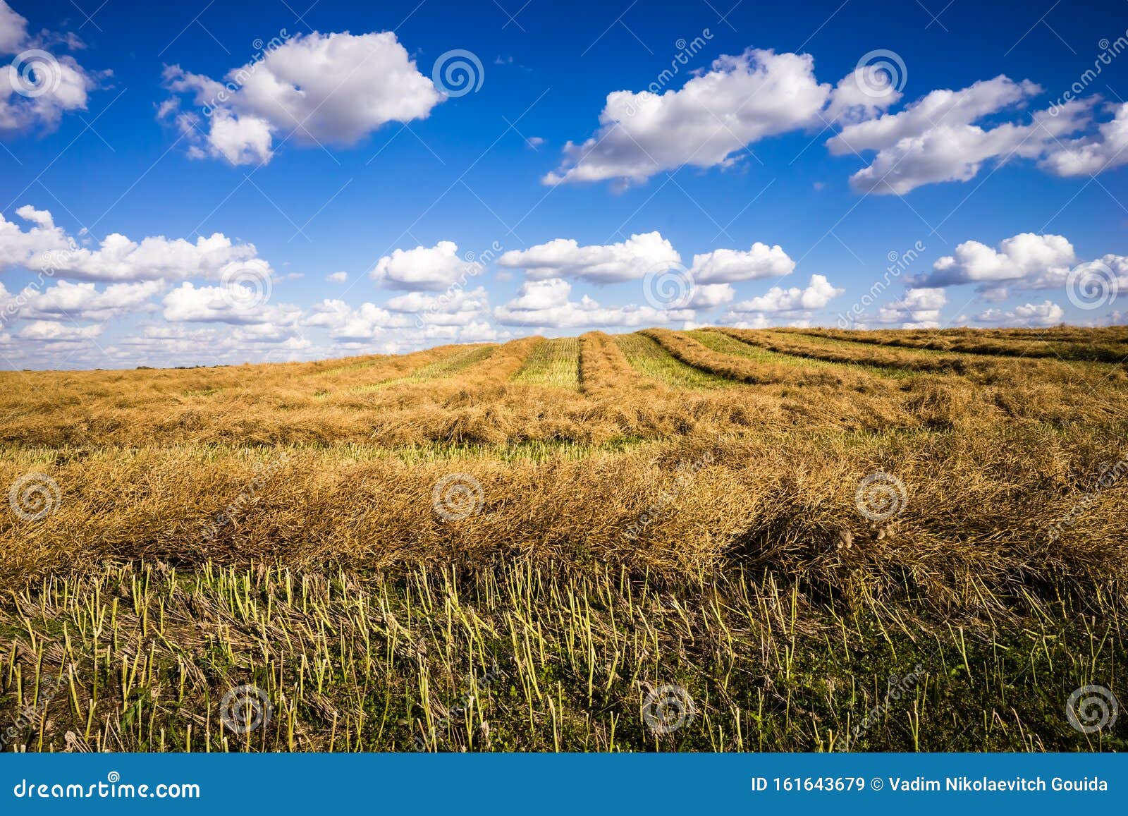 Field of swathed canola stock image. Image of landscape - 161643679