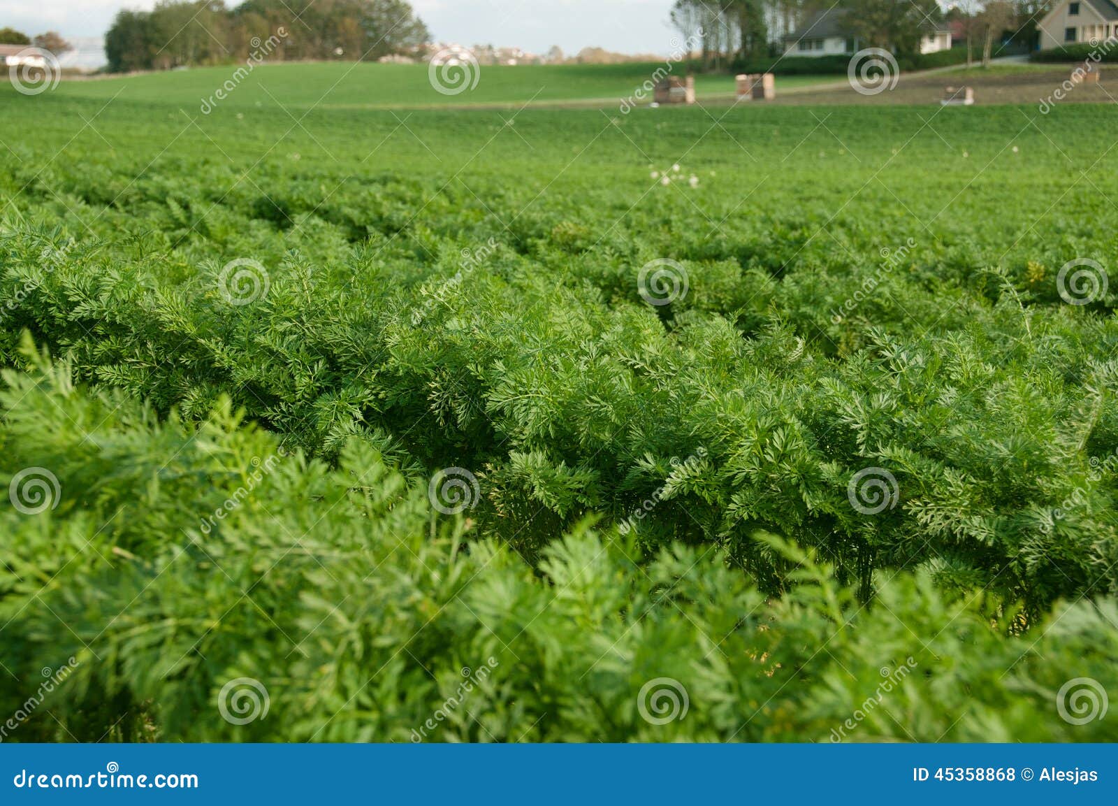 Field of carrot stock photo. Image of green, grow, diet - 45358868