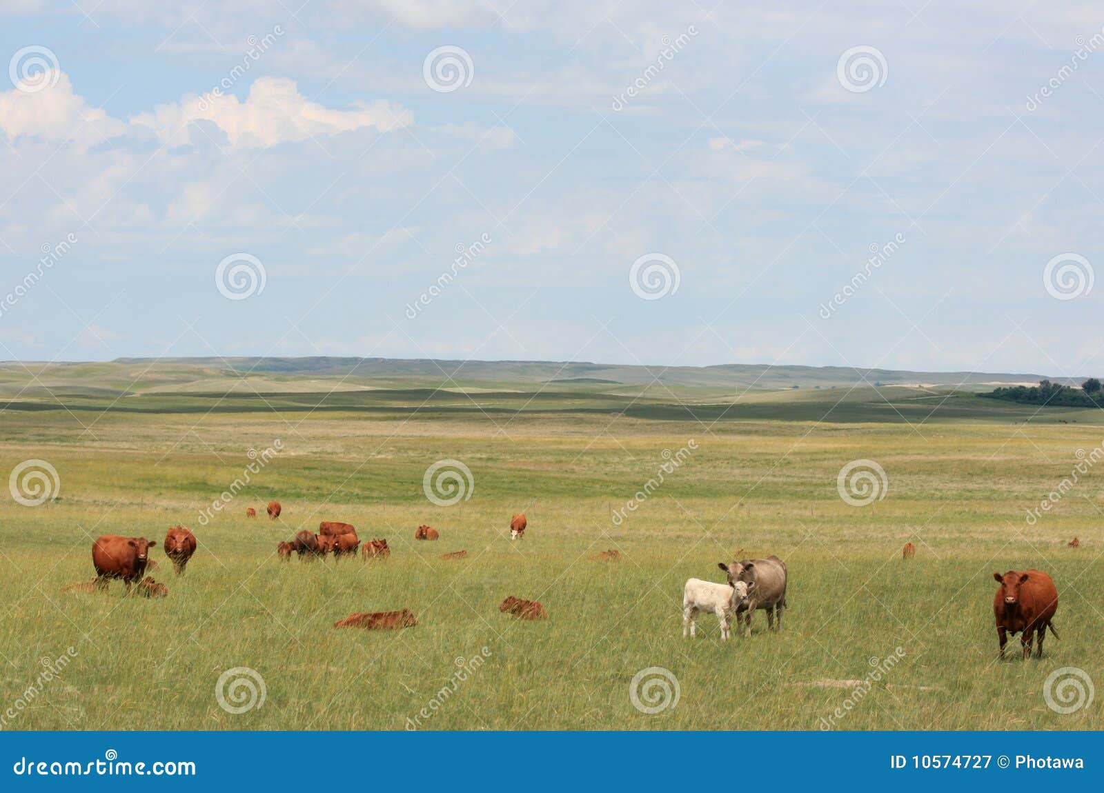 Field of Cattle stock image. Image of food, countryside - 10574727