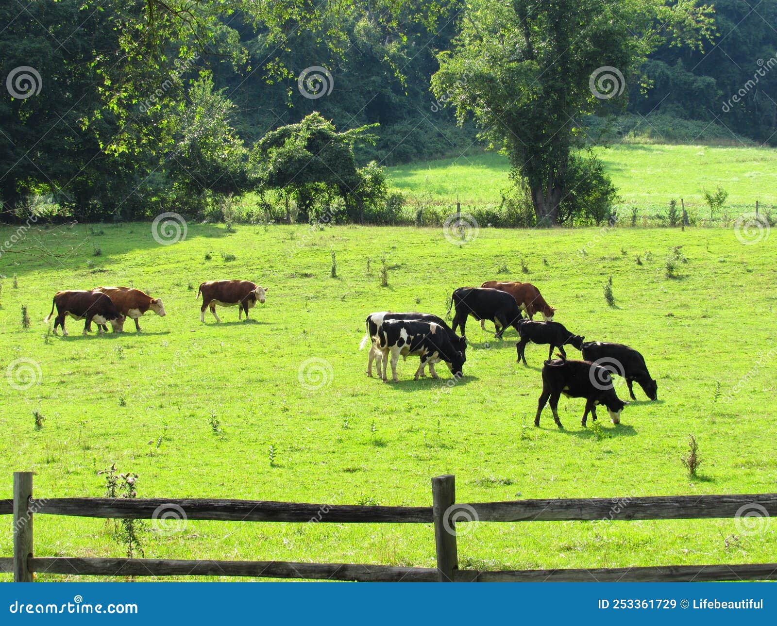 Field of cattle stock image. Image of landscape, grazing - 253361729