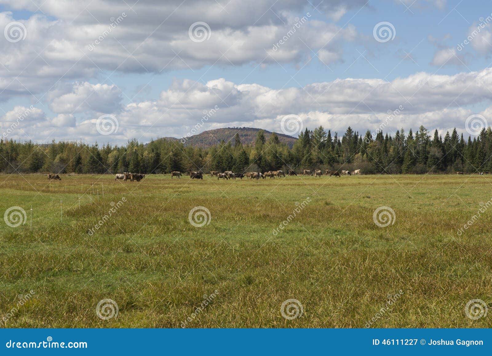 Field of Cattle stock image. Image of landscape, grass - 46111227
