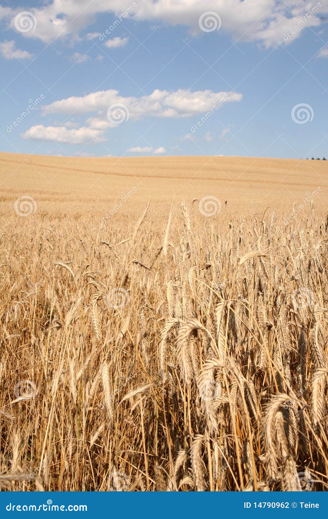 Field of cereal stock photo. Image of plant, wheat, rural - 14790962