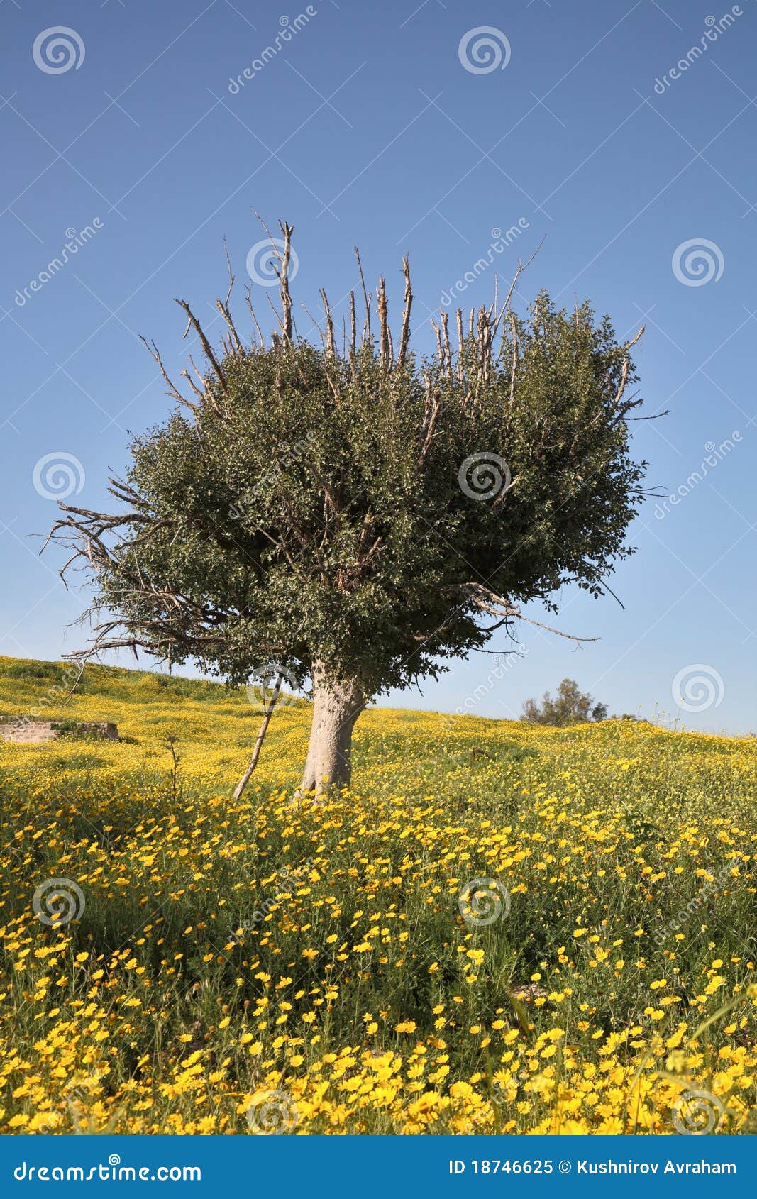 Field, Chamomile, Picturesque Olive Trees Stock Image - Image of ...