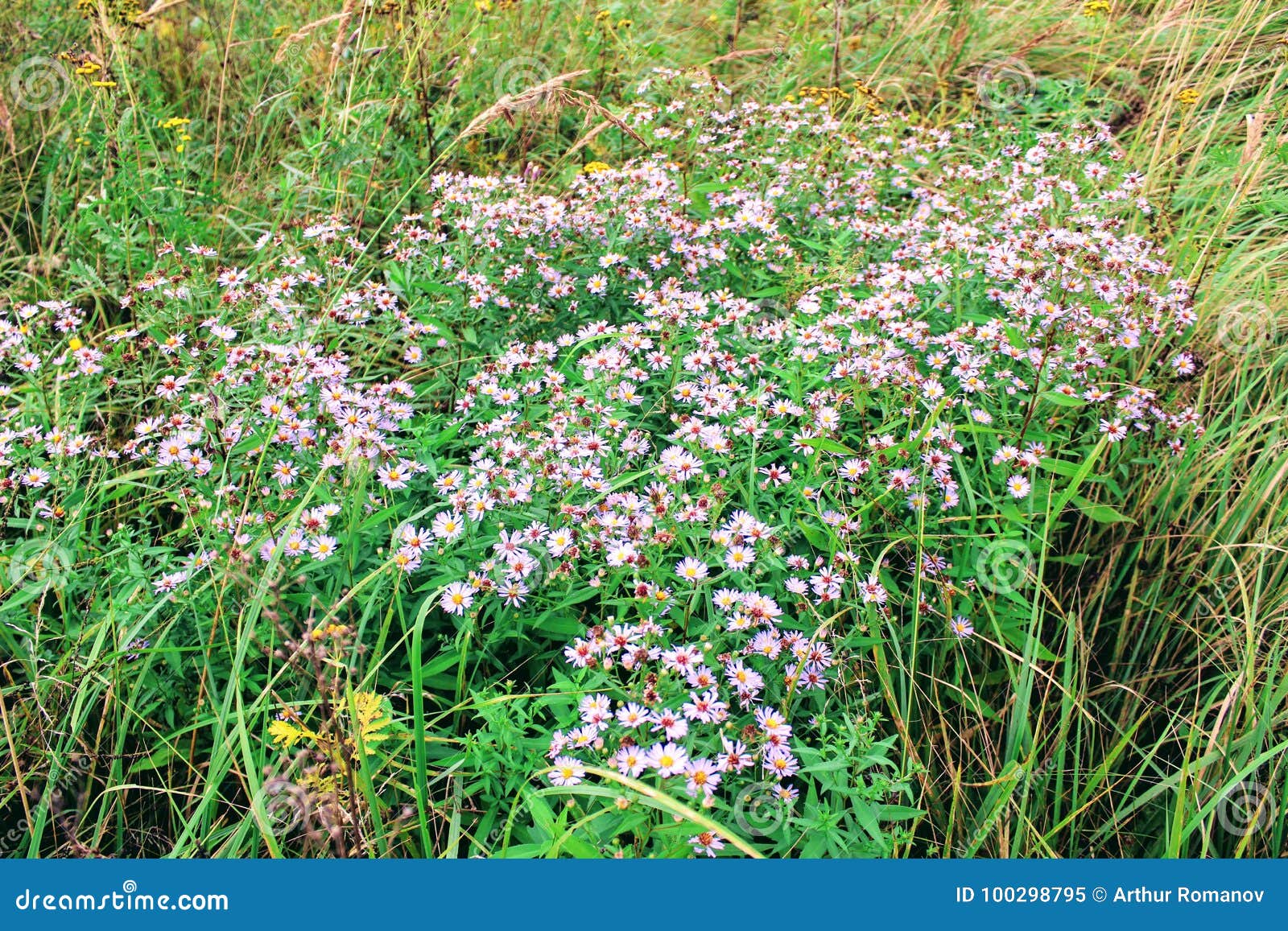 Field Chamomiles Growing among the Tall Green Grass Stock Image - Image ... Field Chamomiles Growing among the Tall Green Grass Stock Image - Image ...