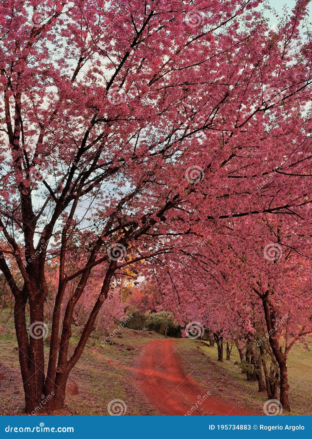 Field Cherry Tree Woods Hanami Stock Image - Image of field, cherry ...