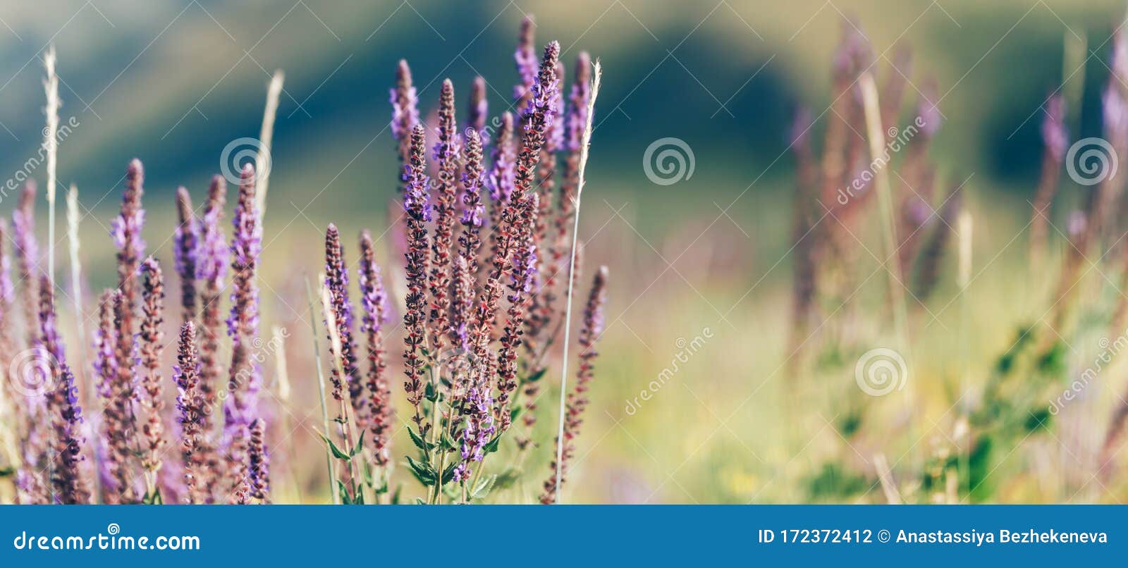 Field of clary sage stock photo. Image of agriculture - 172372412