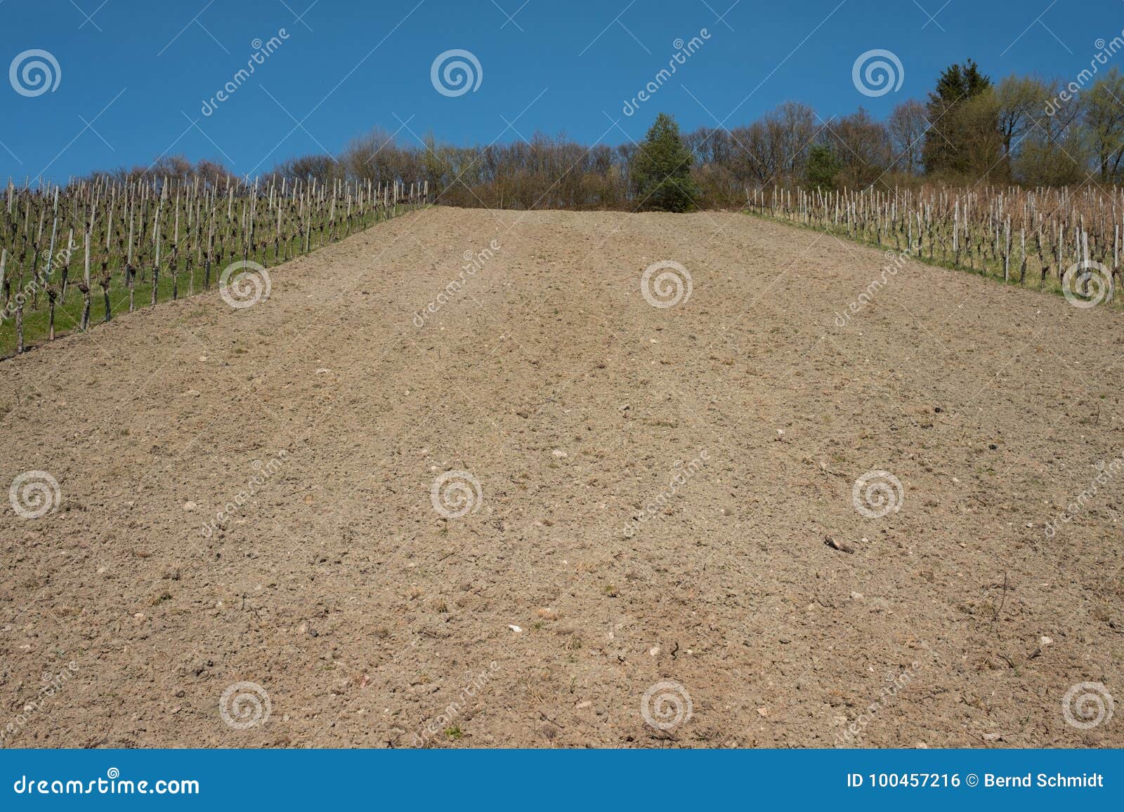Field of Cleared Vineyard without Vines Stock Photo - Image of blue ...