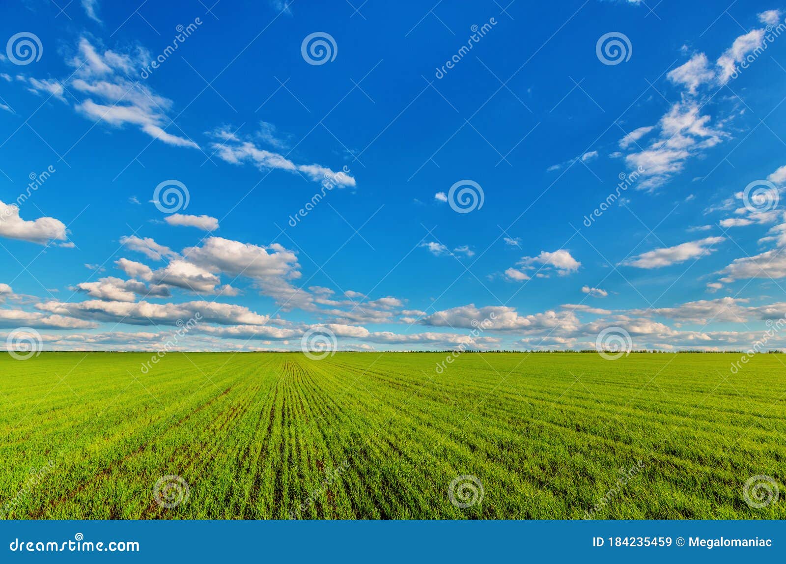 Field and cloudy sky stock image. Image of blue, panorama - 184235459