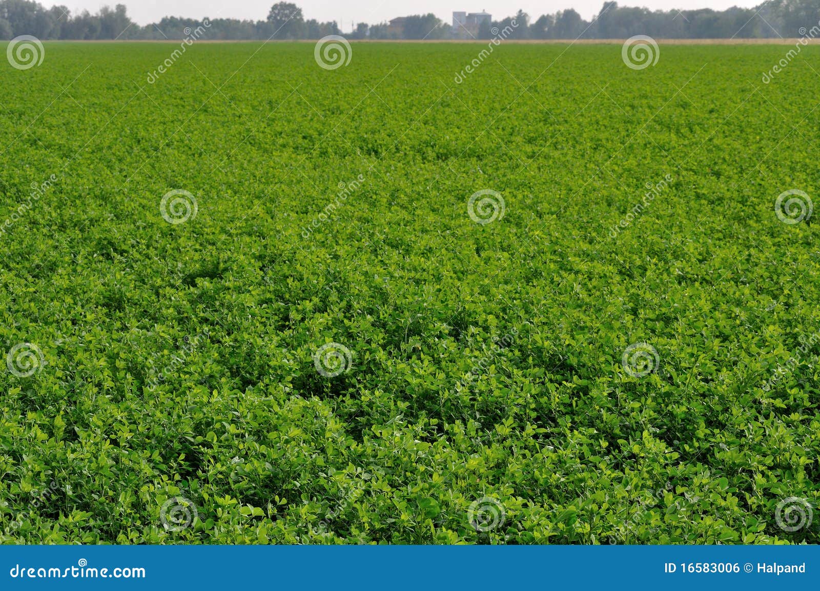 Field of Cloverleaf, Emilia Stock Photo - Image of farm, land: 16583006