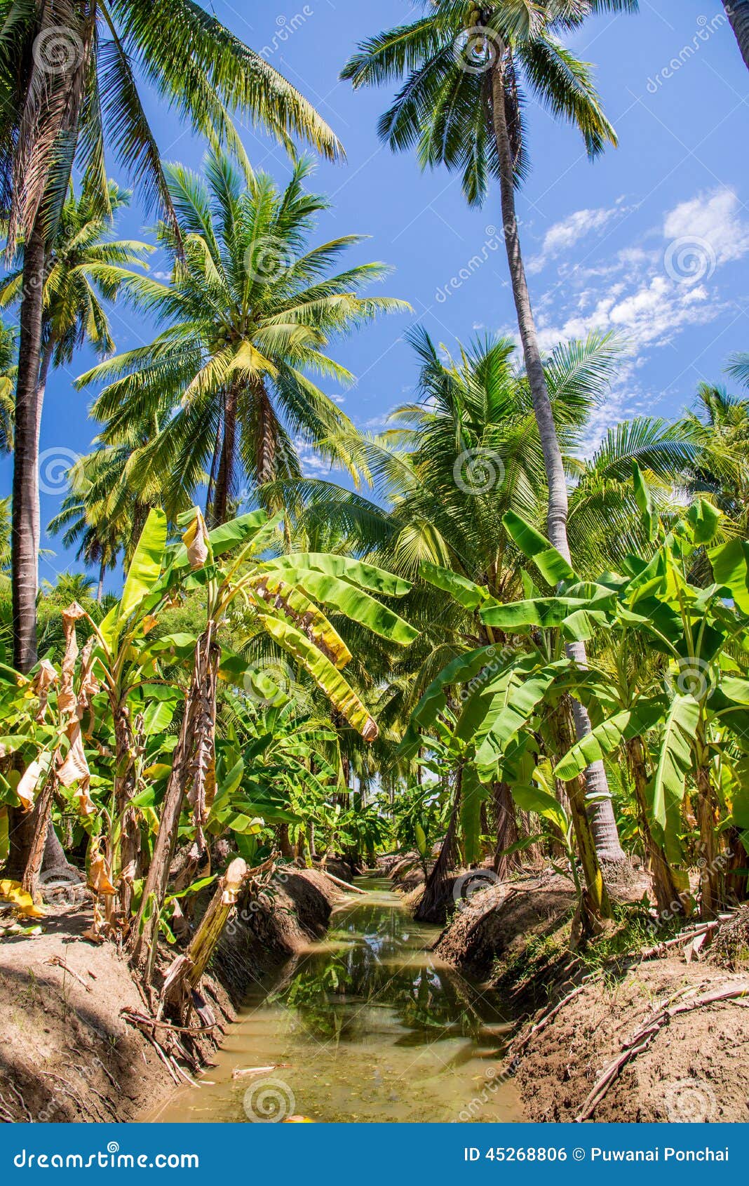 Field of Coconut and Bananas Trees in Ampawa Stock Photo - Image of ...