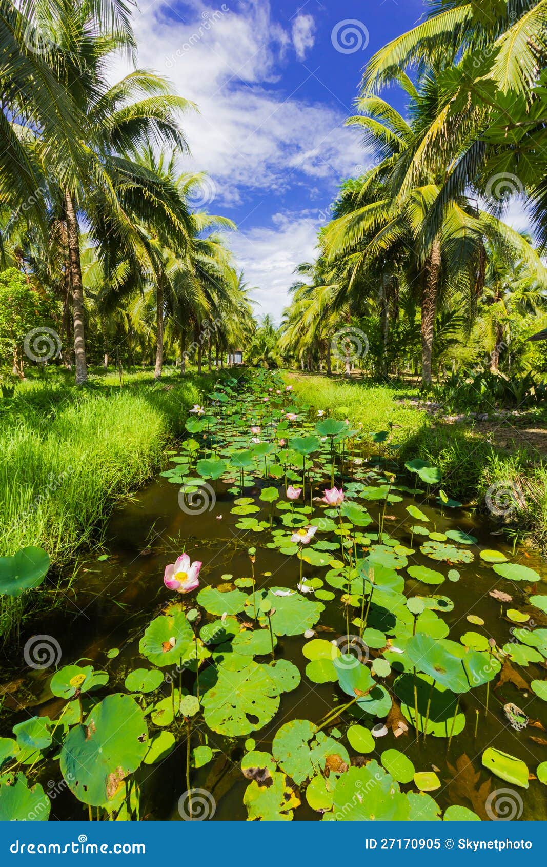Field of coconut trees stock image. Image of lotus, color - 27170905