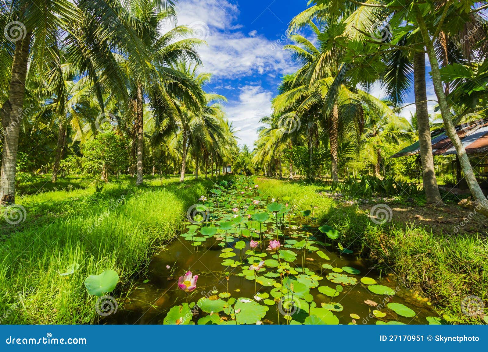 Field of coconut trees stock image. Image of garden, forest - 27170951