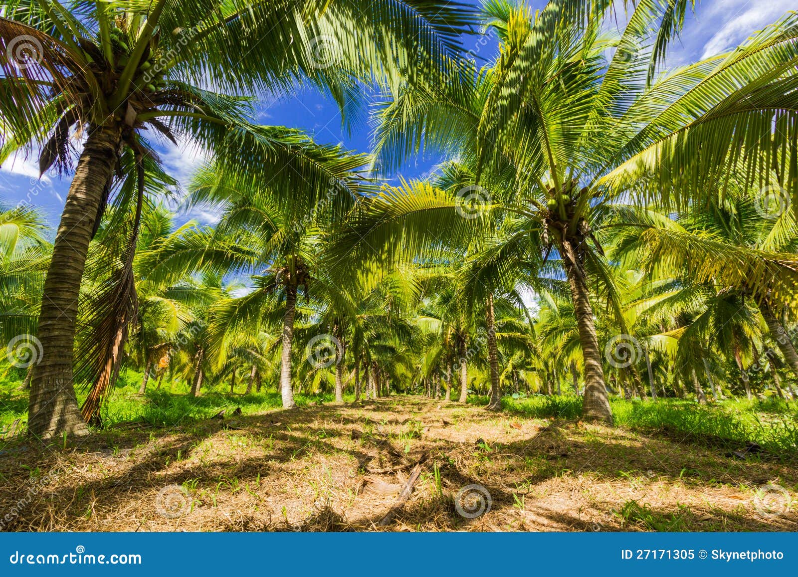 Field of coconut trees stock image. Image of farmer, forest - 27171305