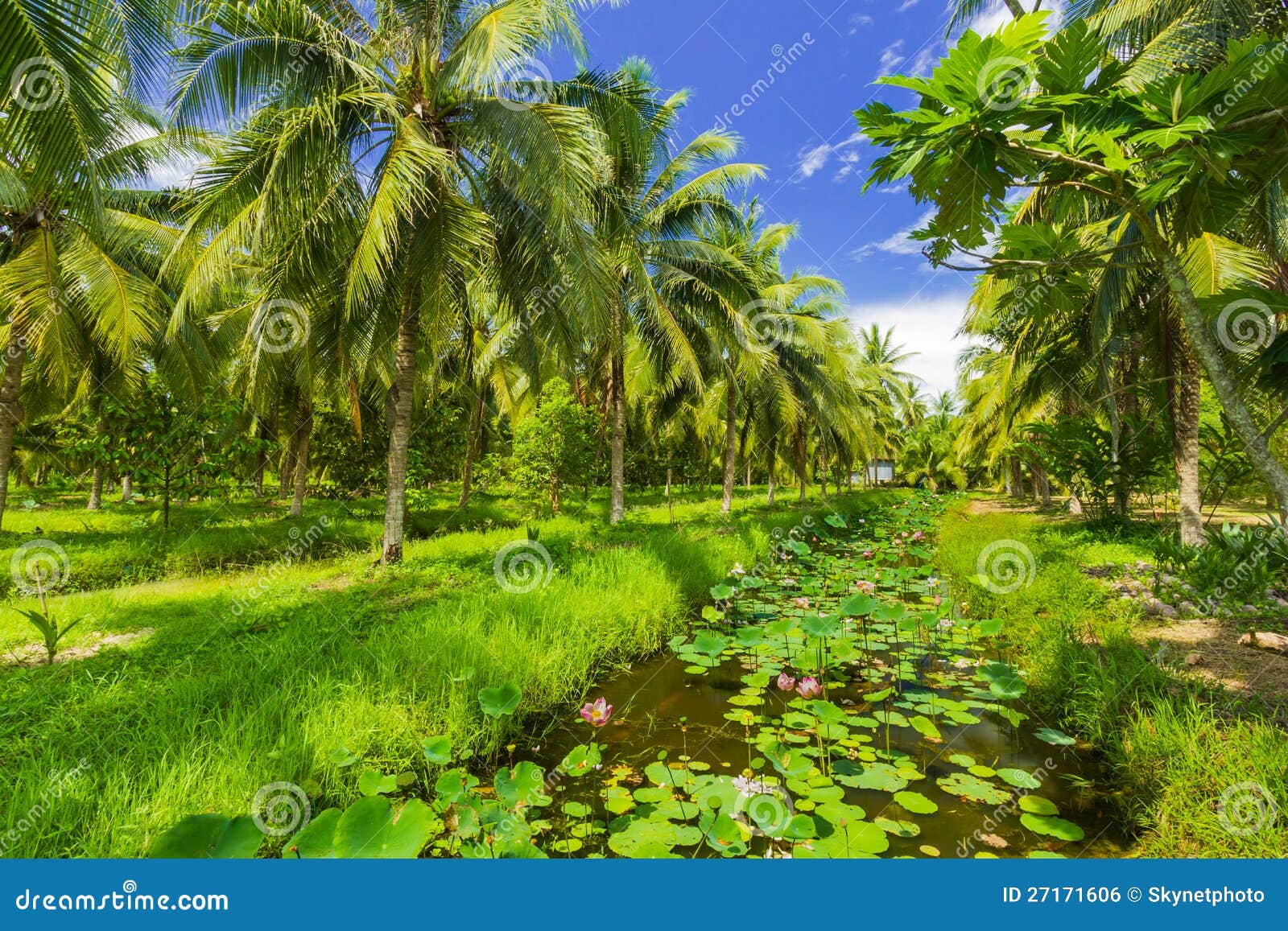 Field of coconut trees stock photo. Image of bright, ditch - 27171606