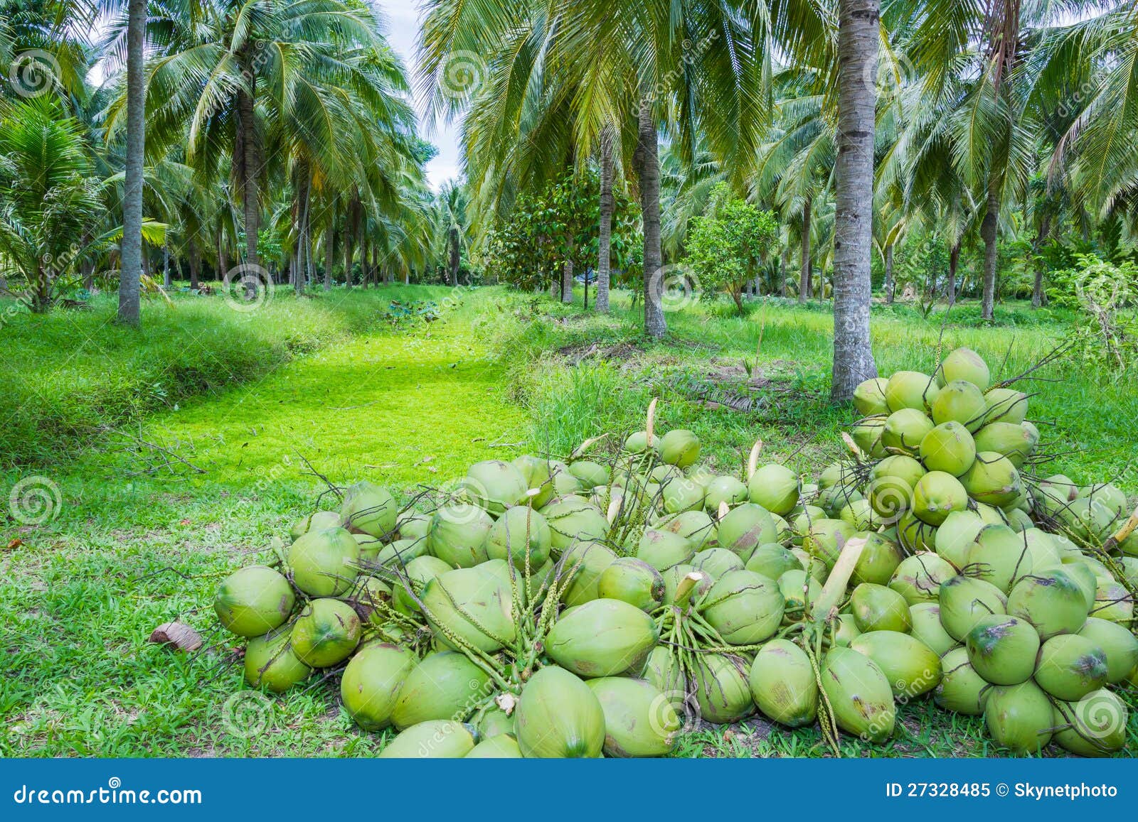Field of coconut trees stock image. Image of field, group - 27328485