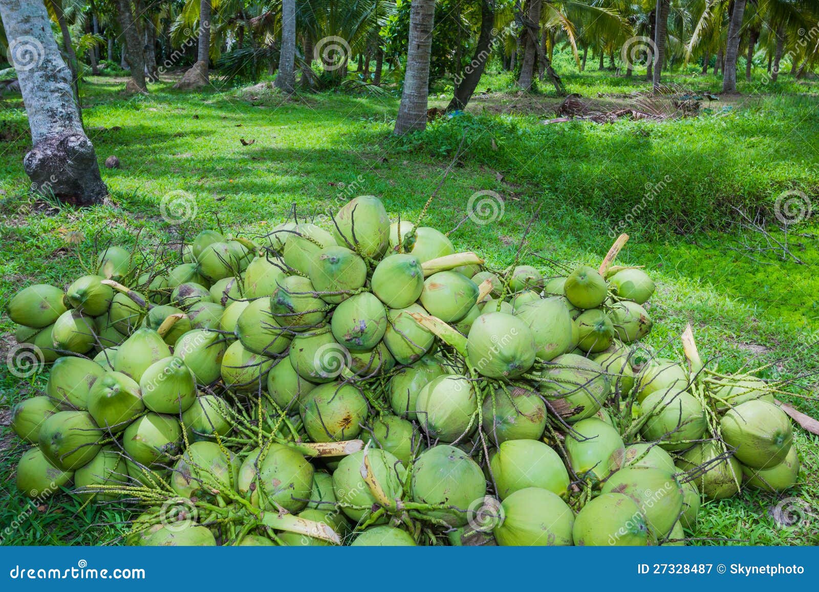 Field of coconut trees stock image. Image of group, ditch - 27328487