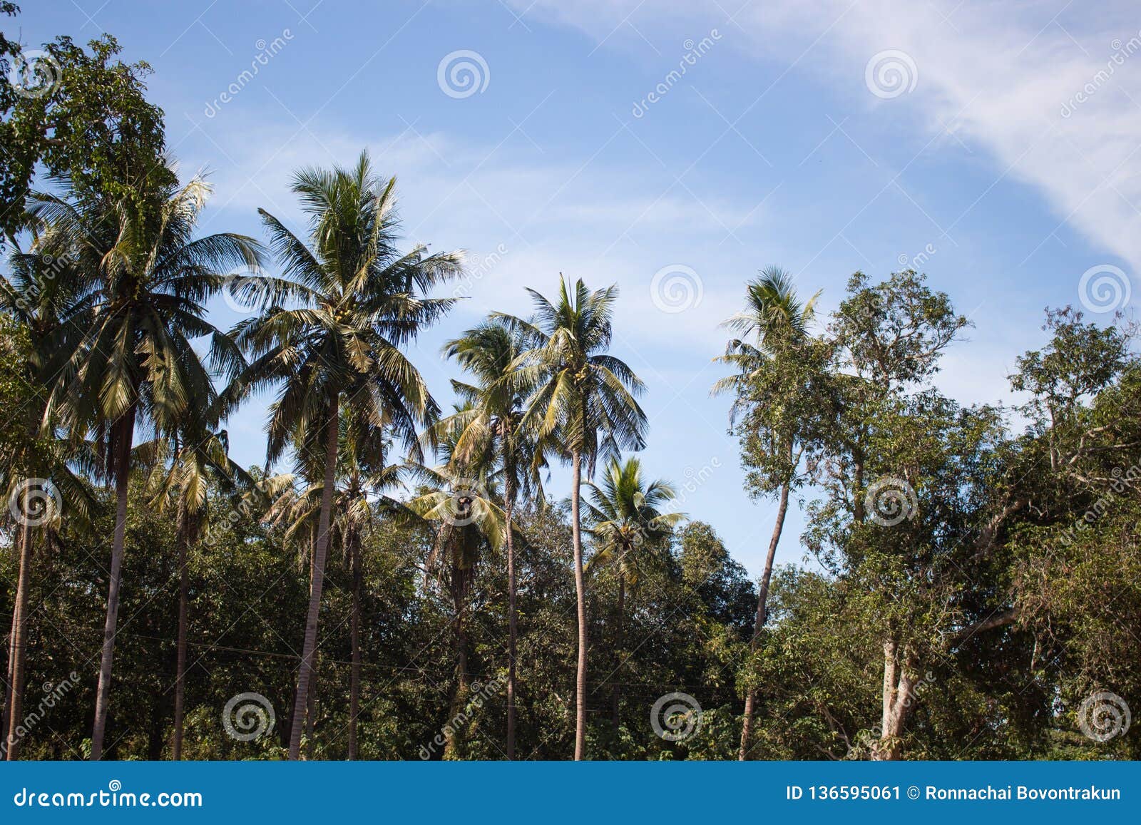 Field of Coconut Trees in Thailand Stock Image - Image of farming ...