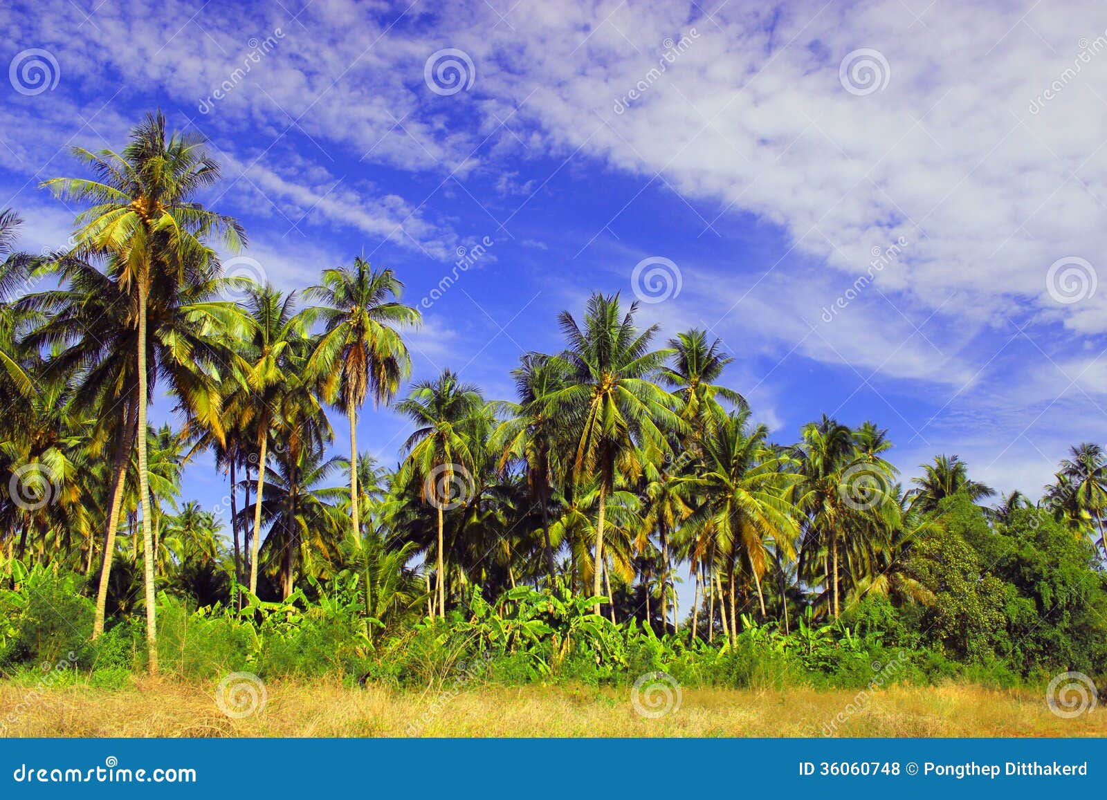 Field of coconut trees stock photo. Image of beautiful - 36060748