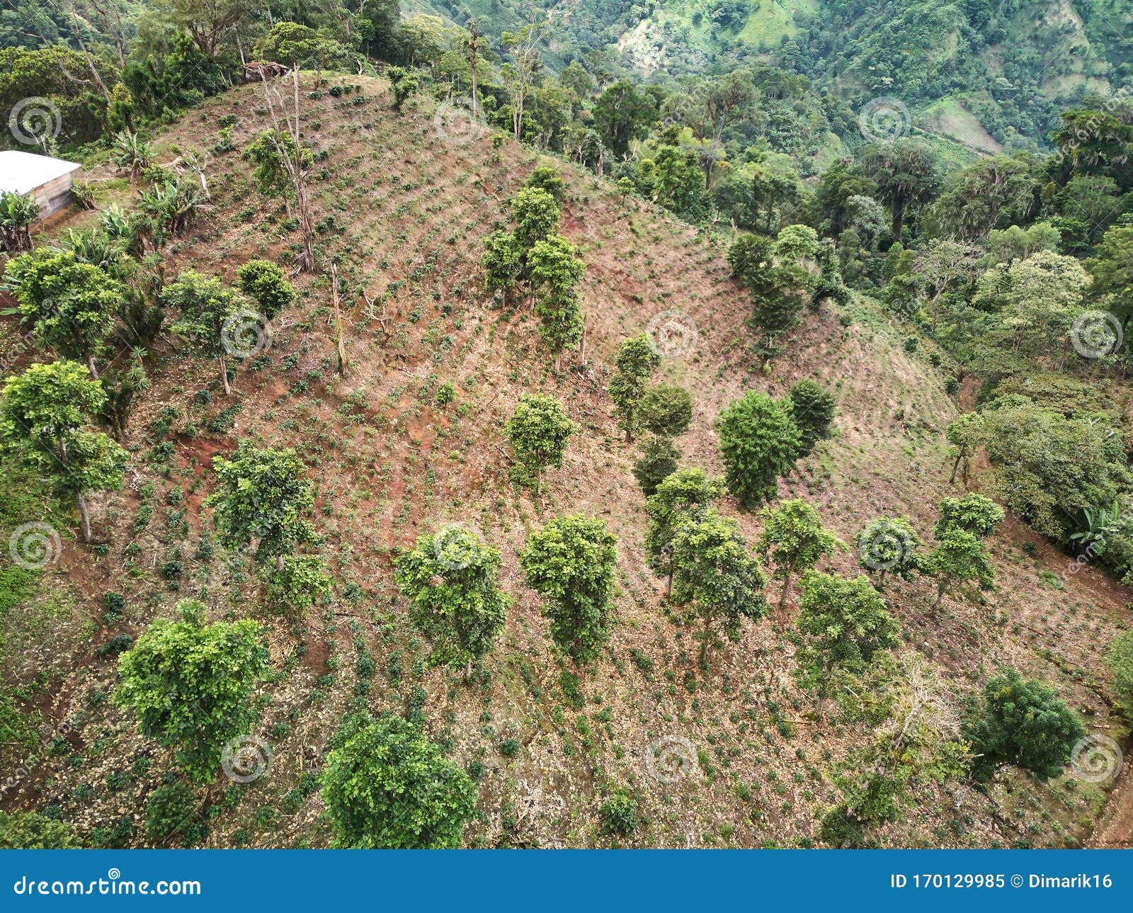 Field with coffee trees stock image. Image of american - 170129985