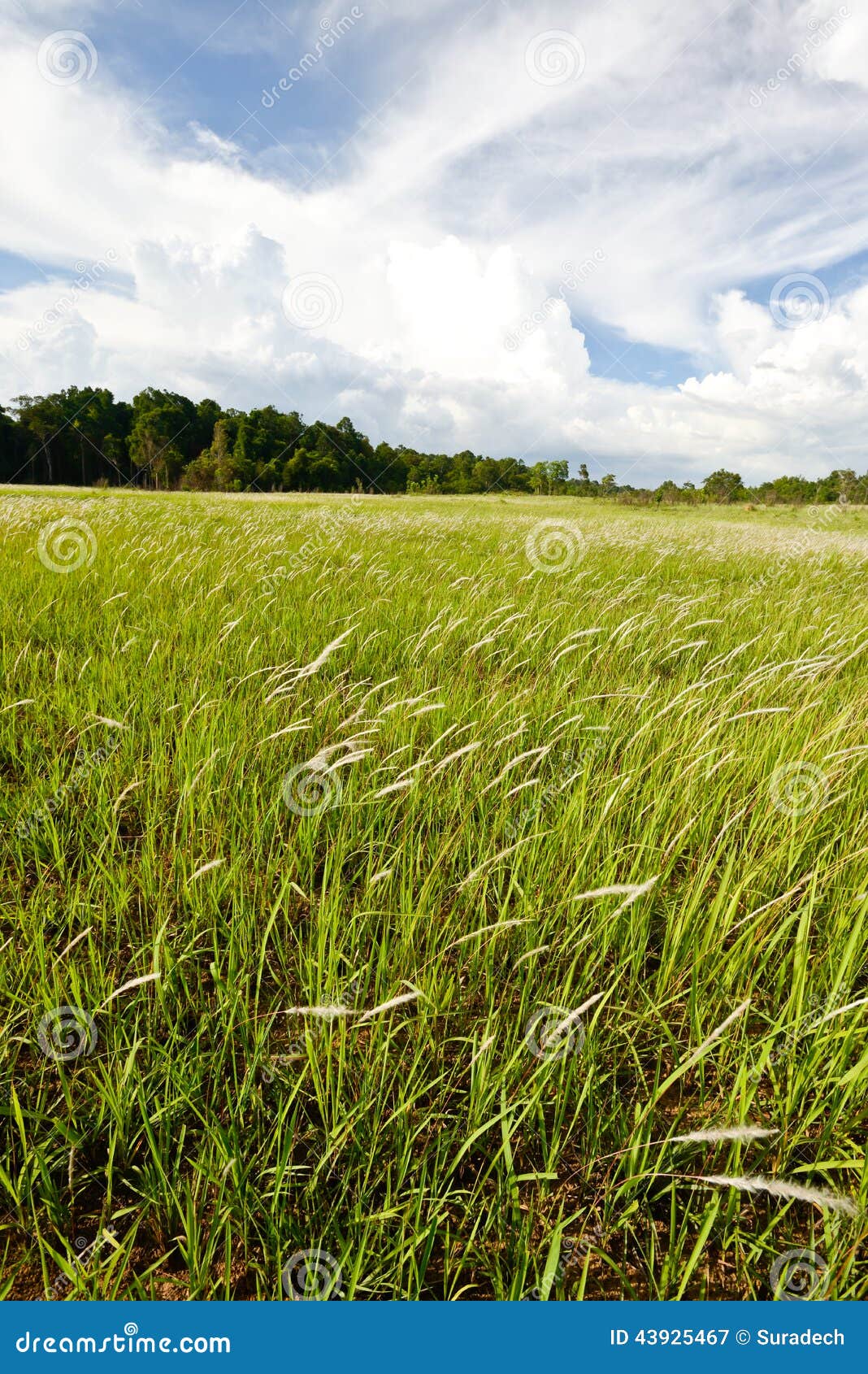 Field of cogon grass stock image. Image of beautiful - 43925467