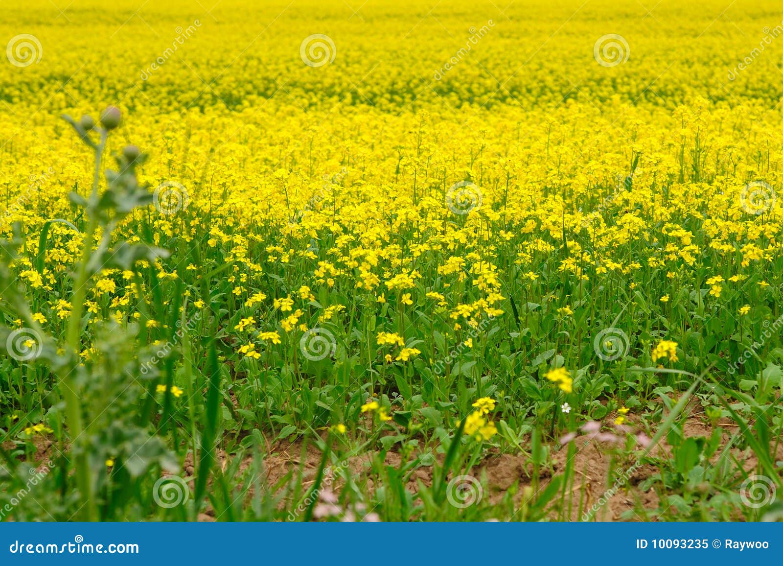 Field of cole flowers stock image. Image of flower, outdoor - 10093235
