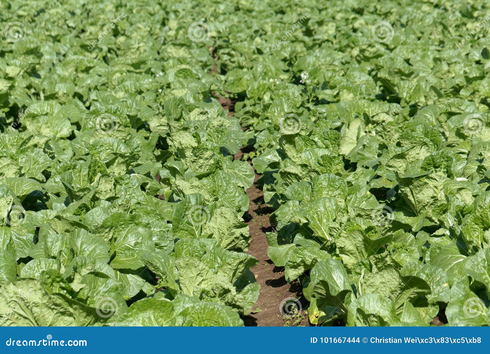 Field with collard greens stock photo. Image of cultivated - 101667444