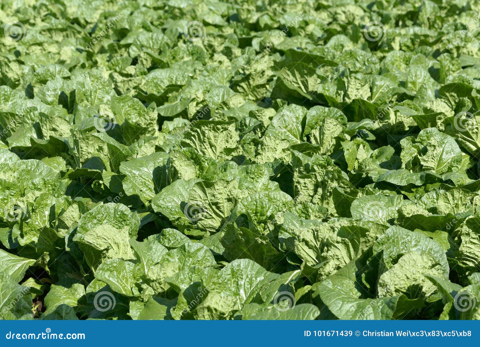 Field with collard greens stock image. Image of growing - 101671439