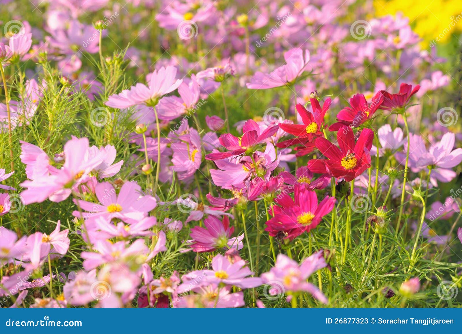 Field of colorful flowers. stock image. Image of garden - 26877323