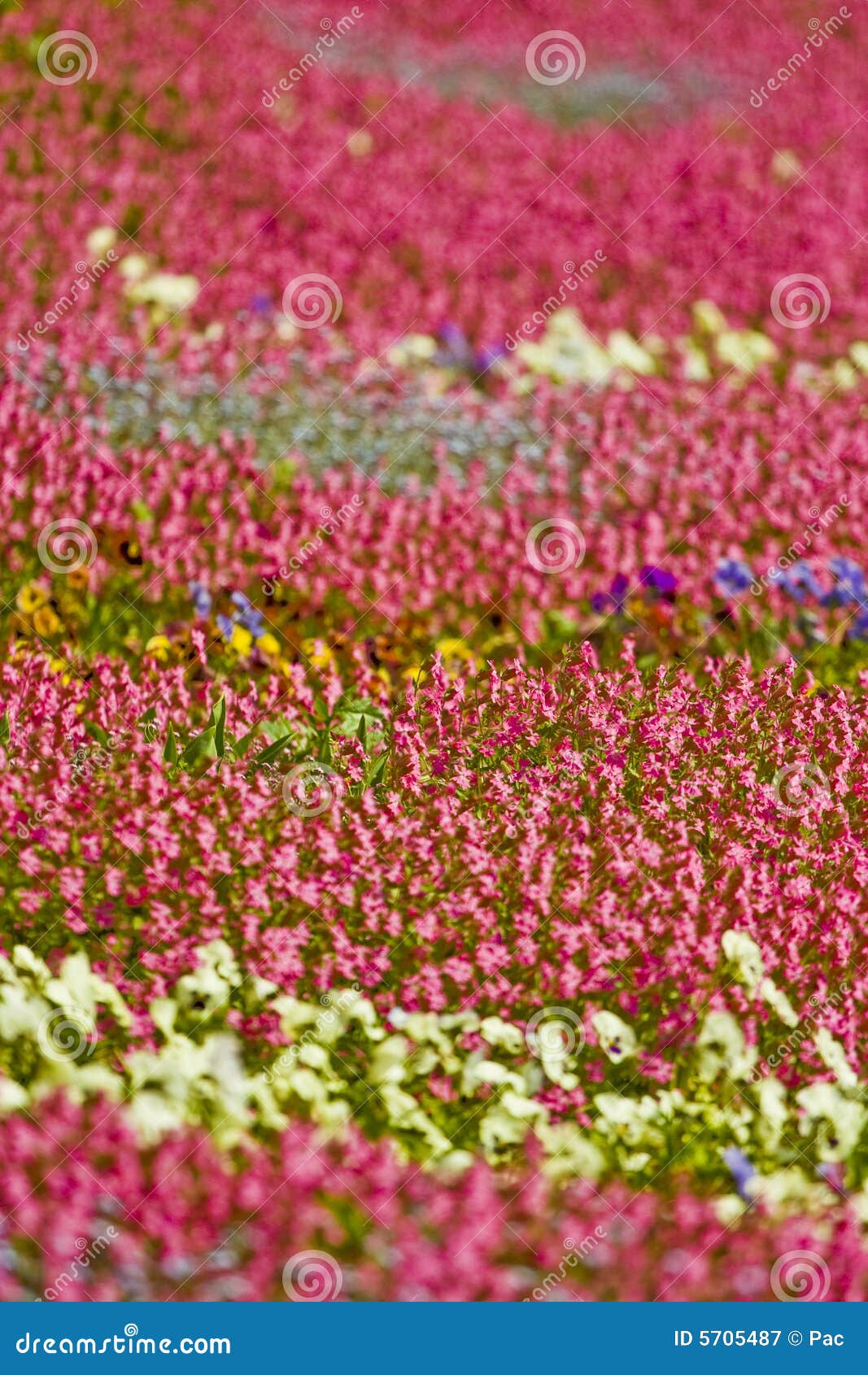 Field of colorful flowers stock image. Image of scenery - 5705487