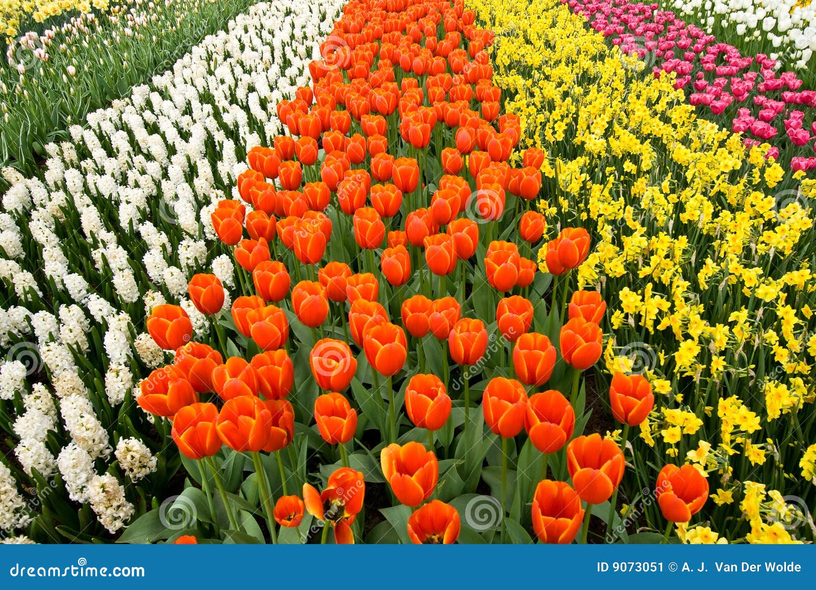 A Field of Colorful Flowers Stock Image - Image of freshness, fresh ...