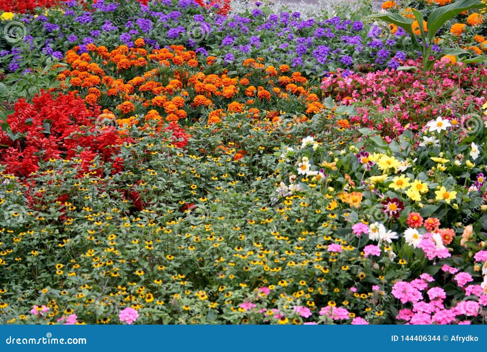 Field of colorful flowers stock photo. Image of scene - 144406344