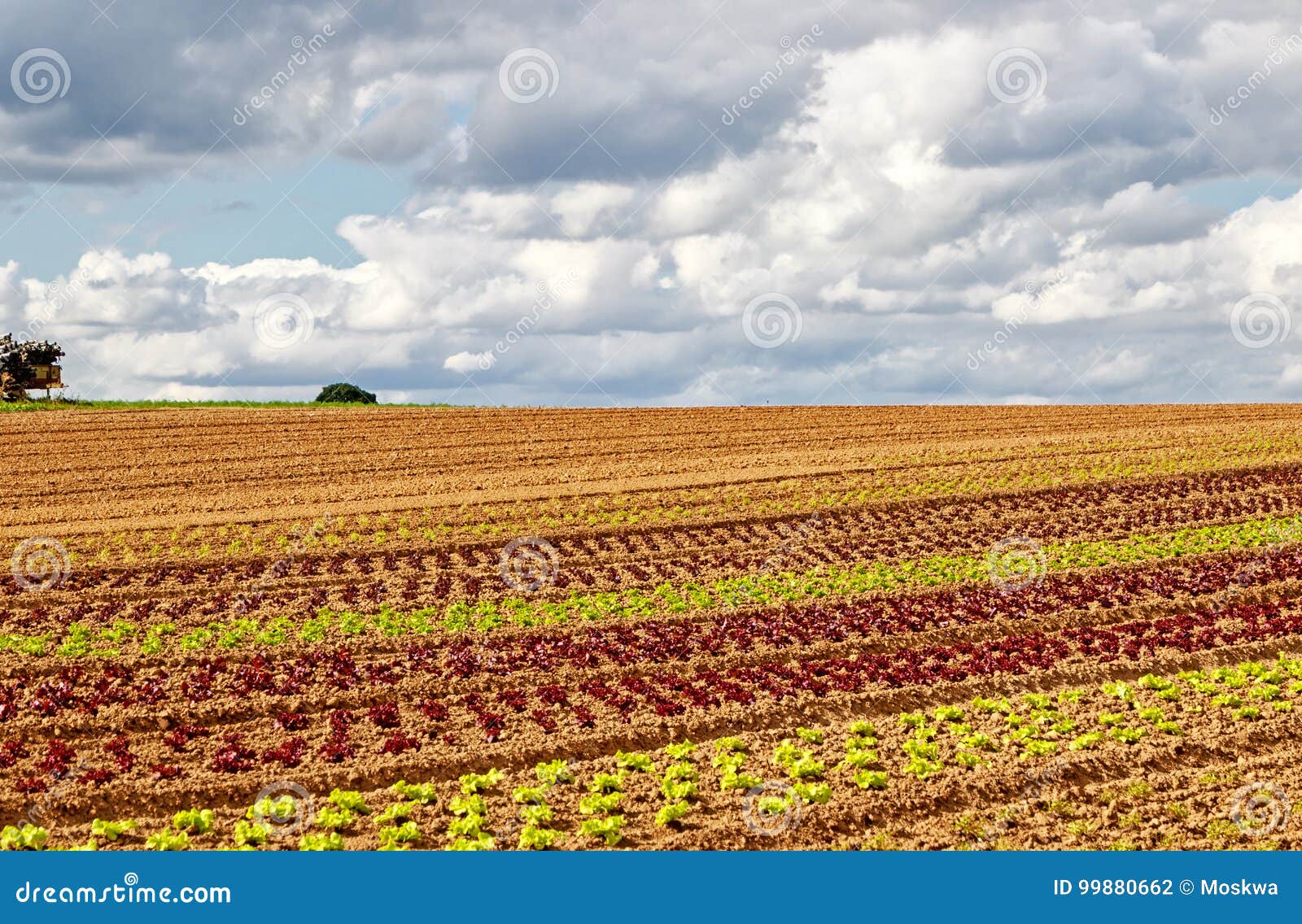 Field with Colorful Lettuce Plants Stock Photo - Image of hesse ...