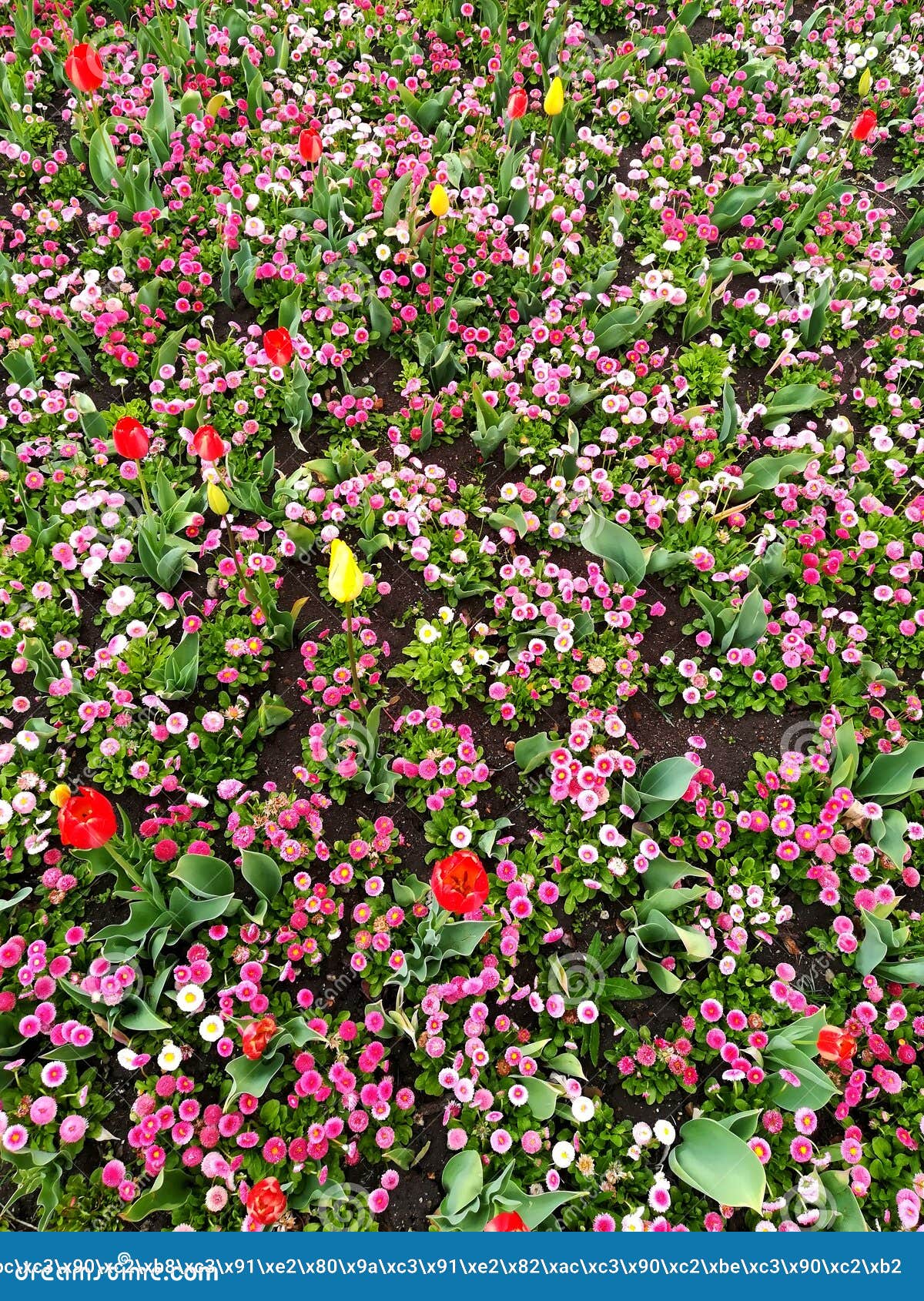 Field of Colorful Spring Flowers in the City Park. Stock Photo - Image ...