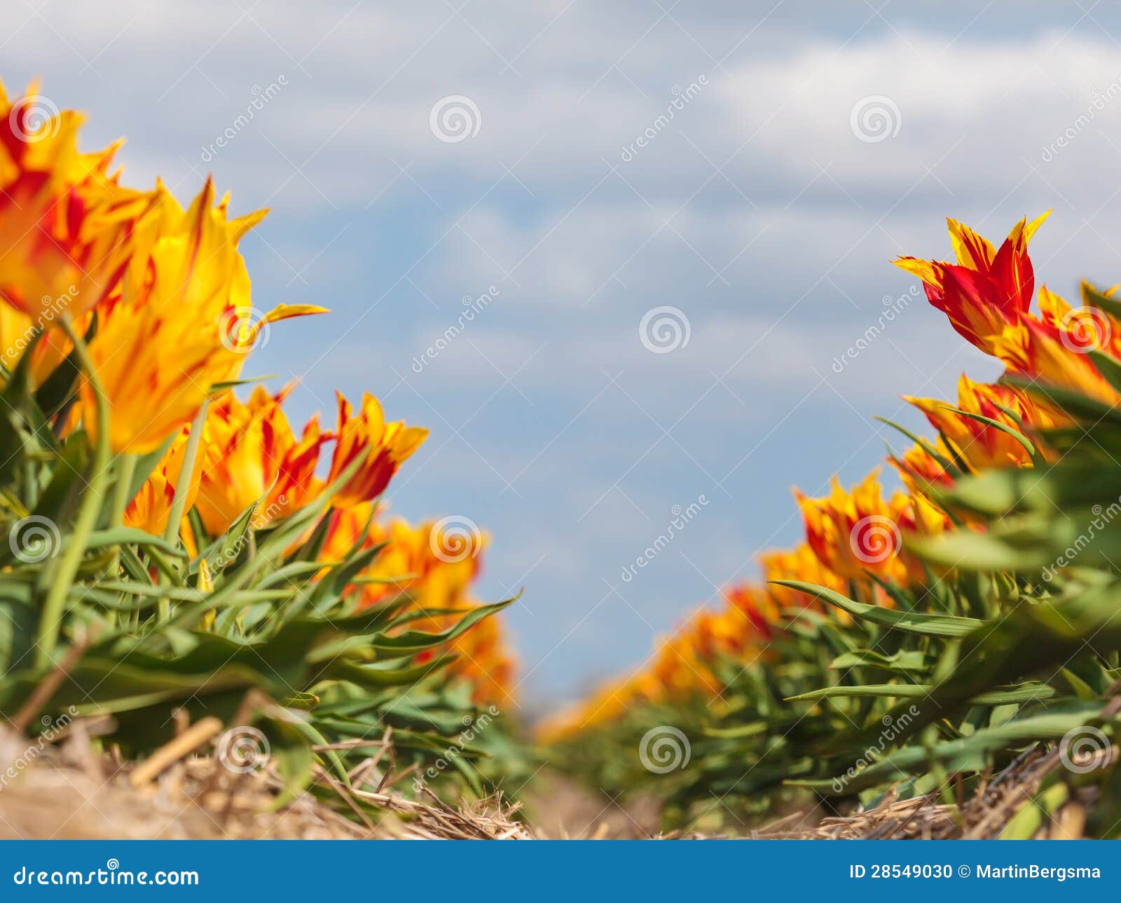 Field with Colorful Tulips in Springtime Stock Photo - Image of flower ...