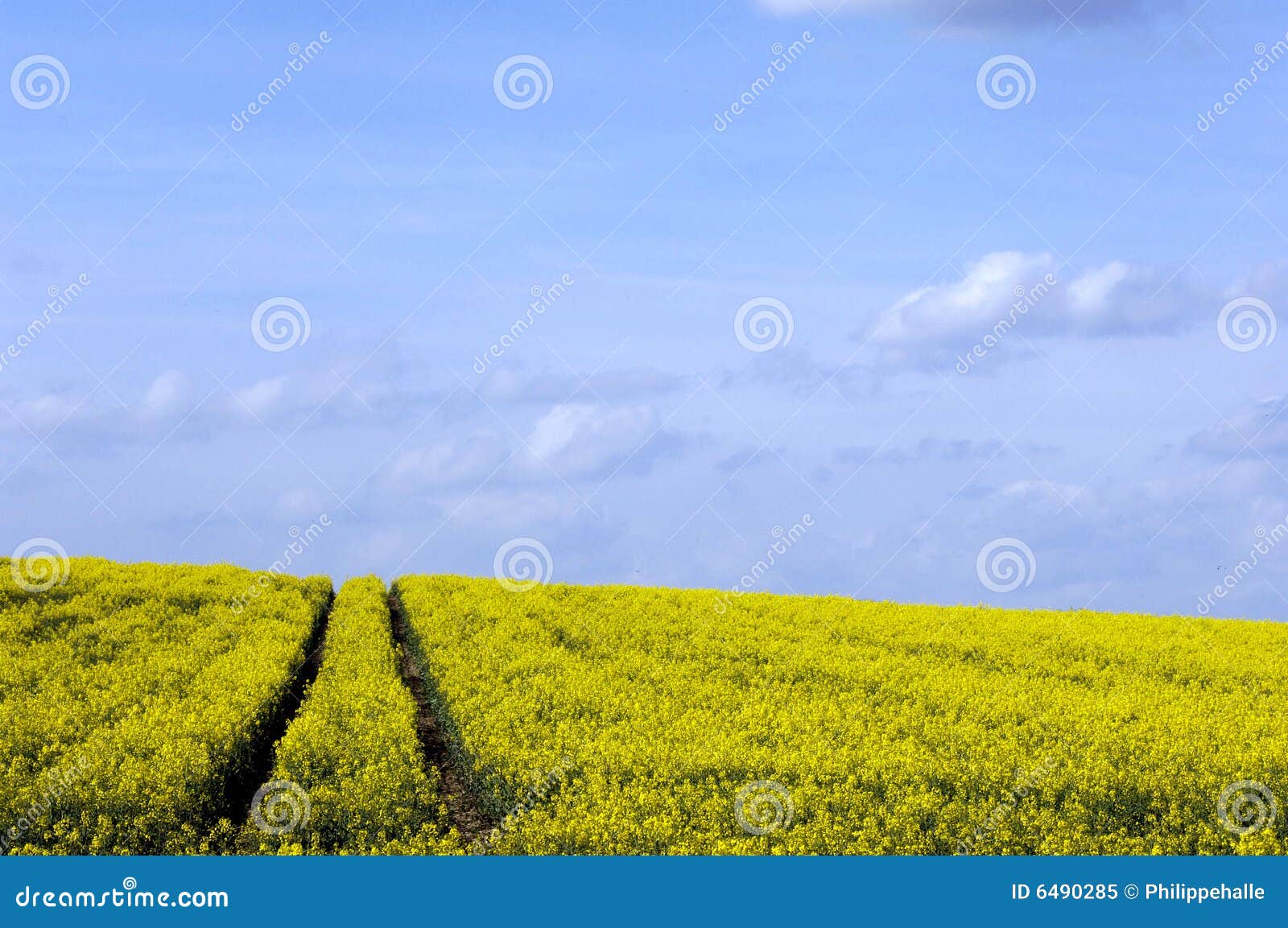 Field of colza stock image. Image of clear, blue, beauty - 6490285