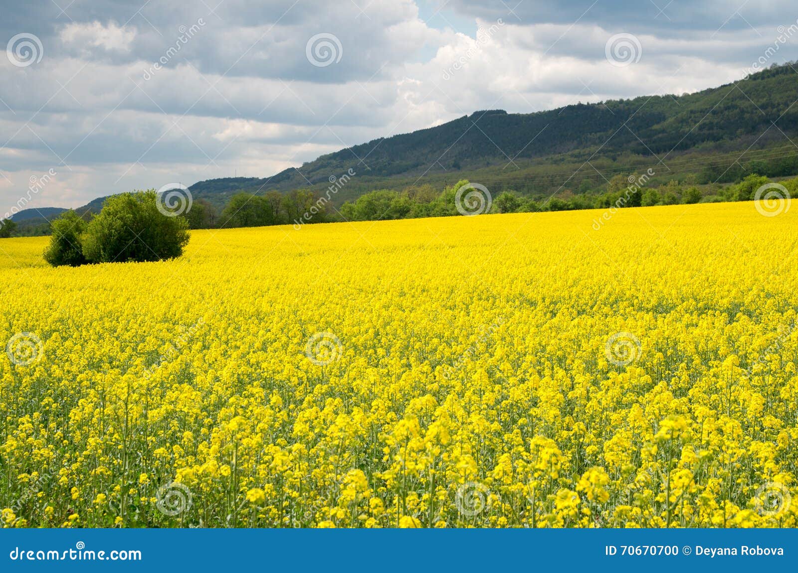 Field with colza. stock photo. Image of field, canola - 70670700