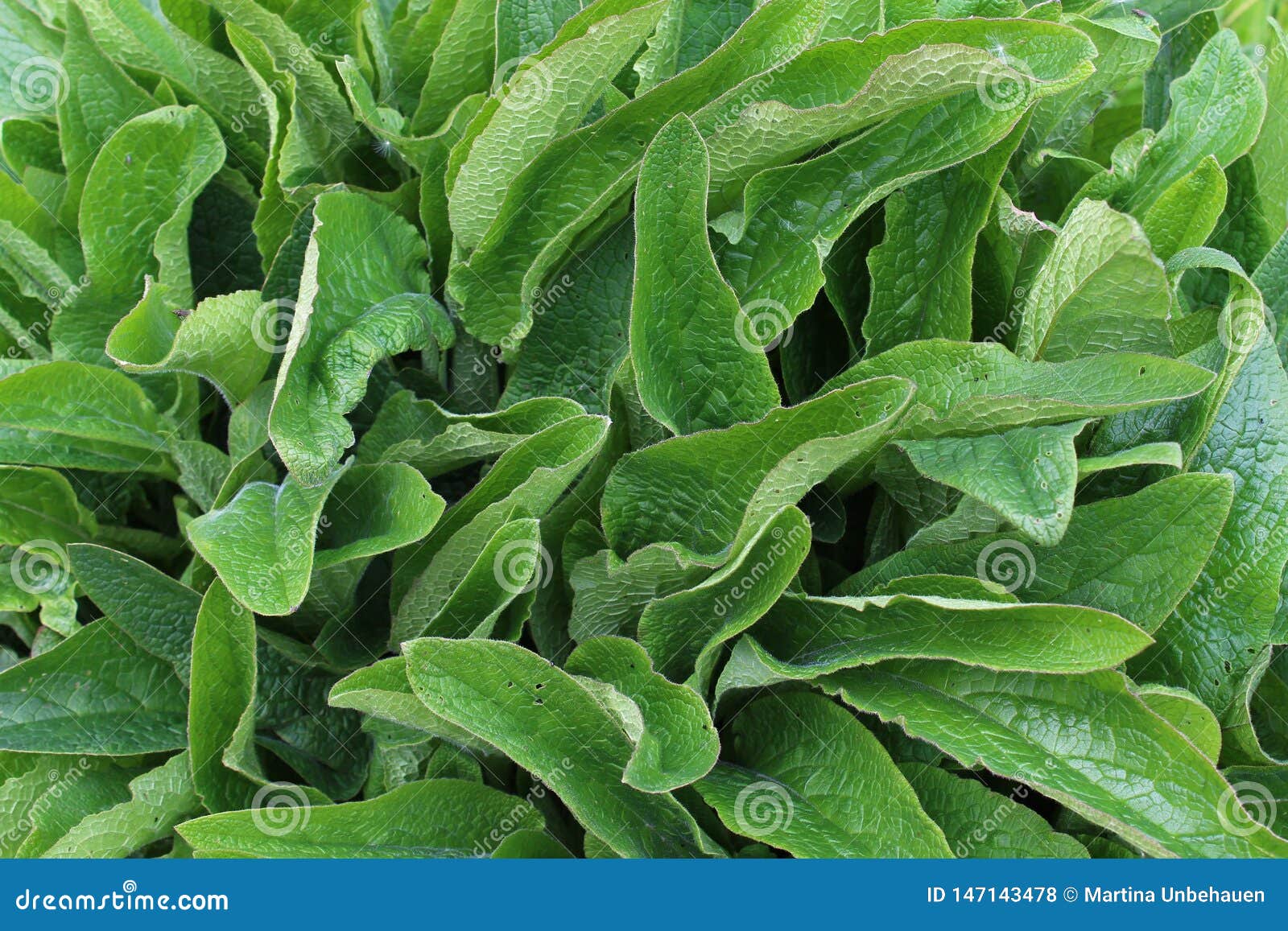 Field of Comfrey in the Nature Stock Photo - Image of plant, medical ...