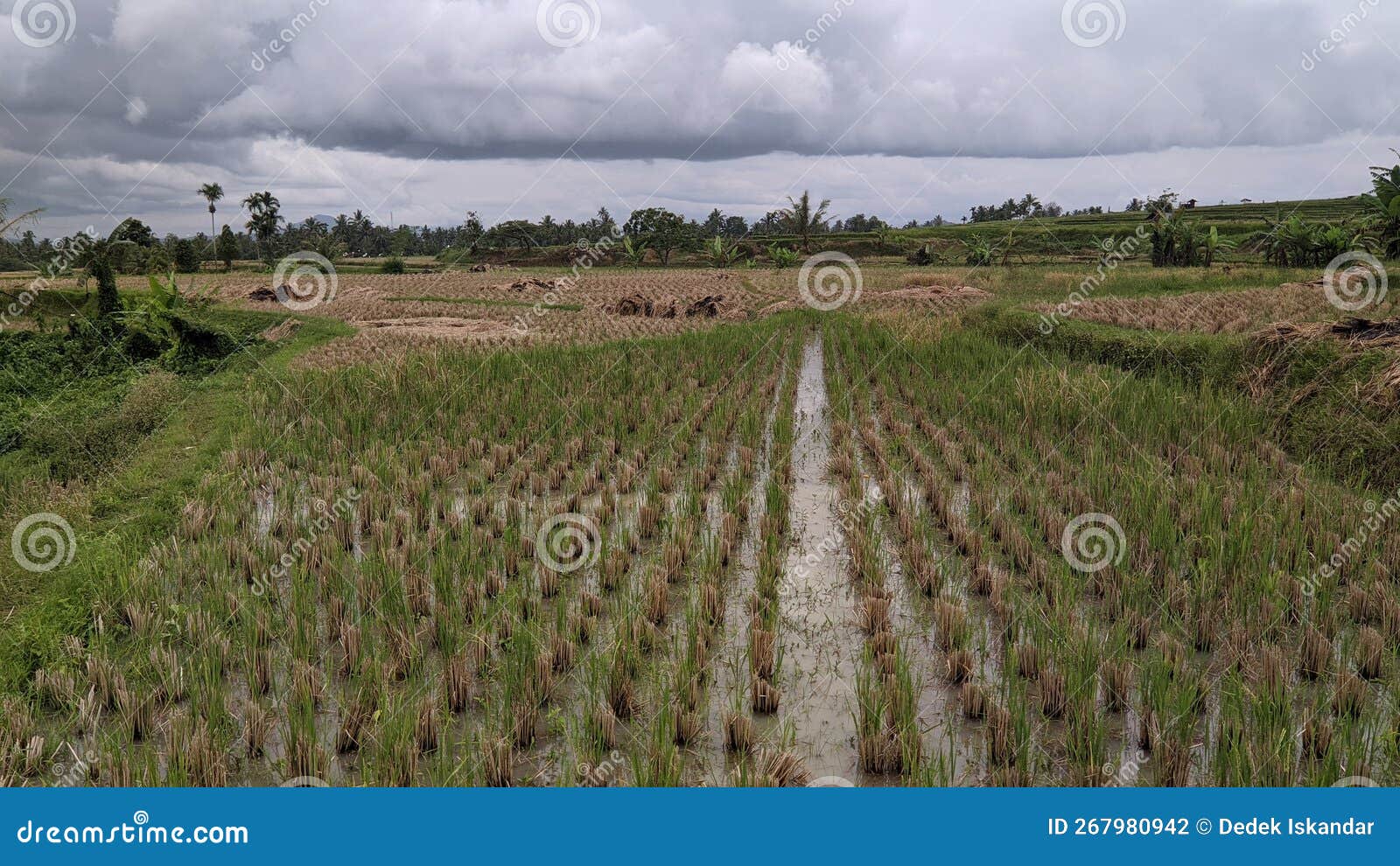 Field Conditions after Harvest Stock Photo - Image of field, conditions ...