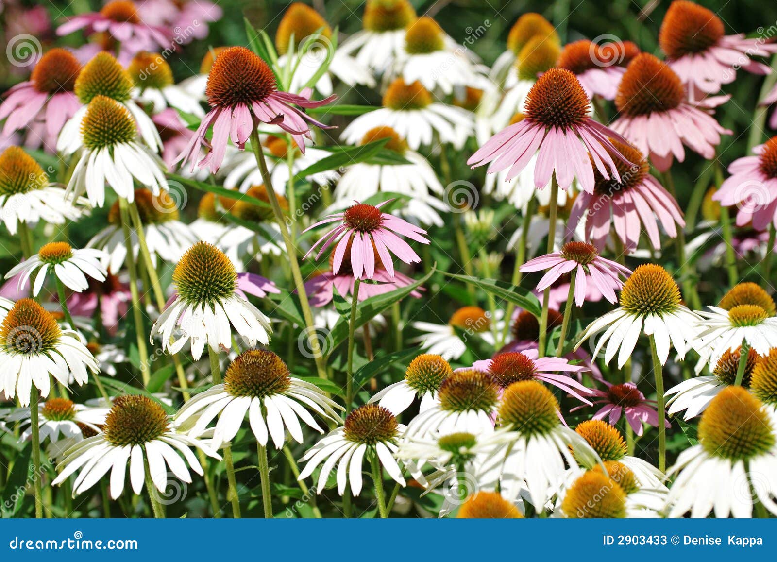 Field of Coneflowers - Flowers Stock Image - Image of garden, floral ...