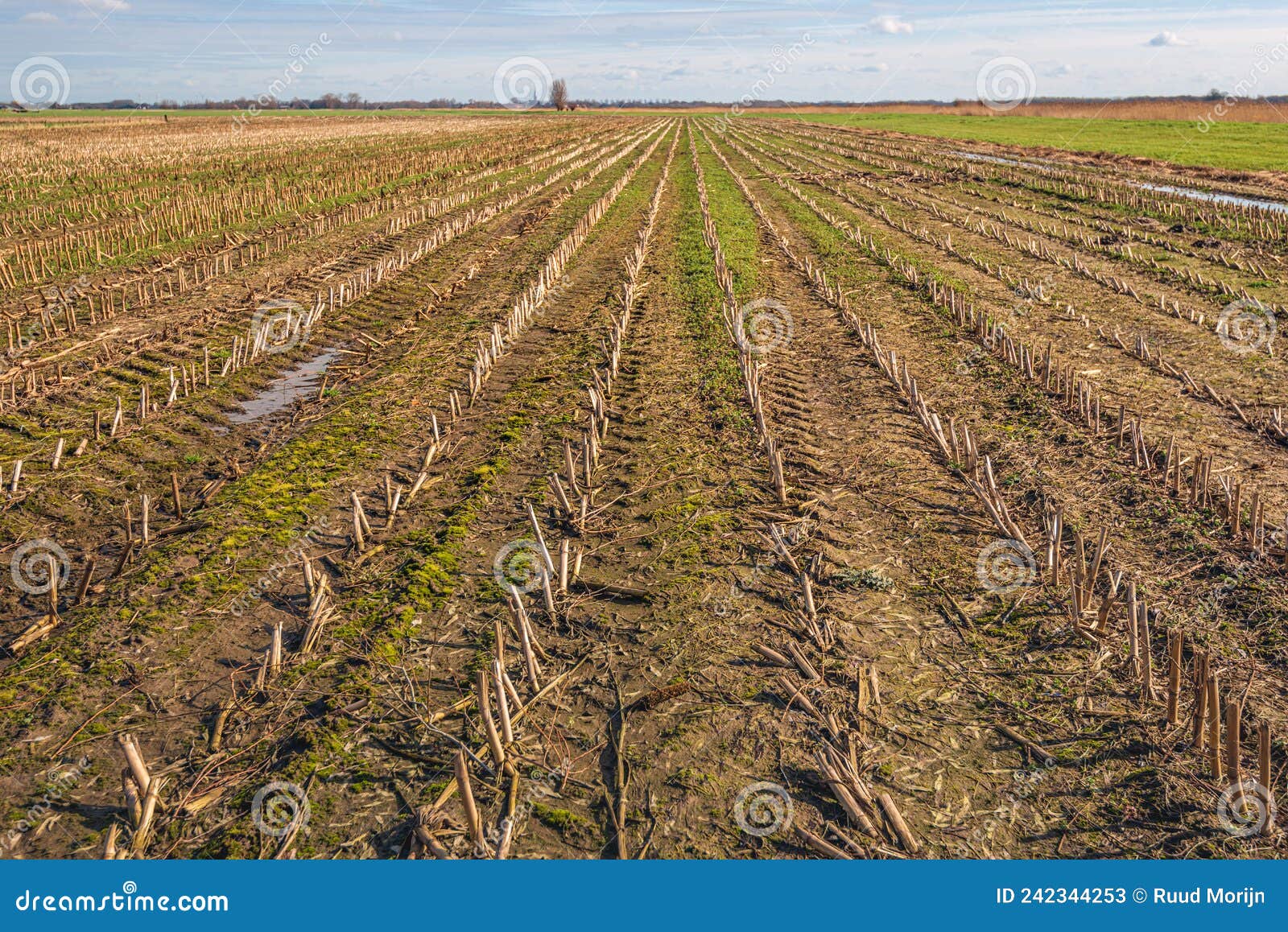 Field with Converging Rows of Maize Stubble Stock Image - Image of ...
