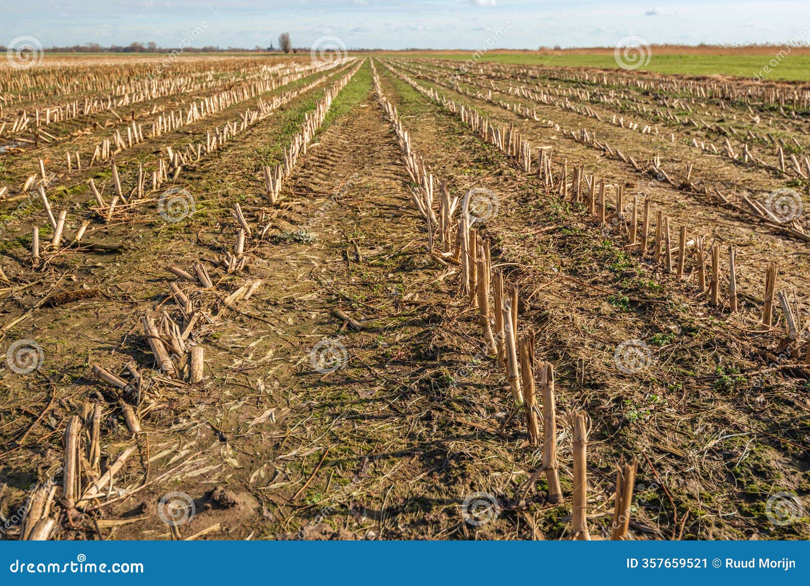 Field with Converging Rows of Maize Stubble Stock Image - Image of ...