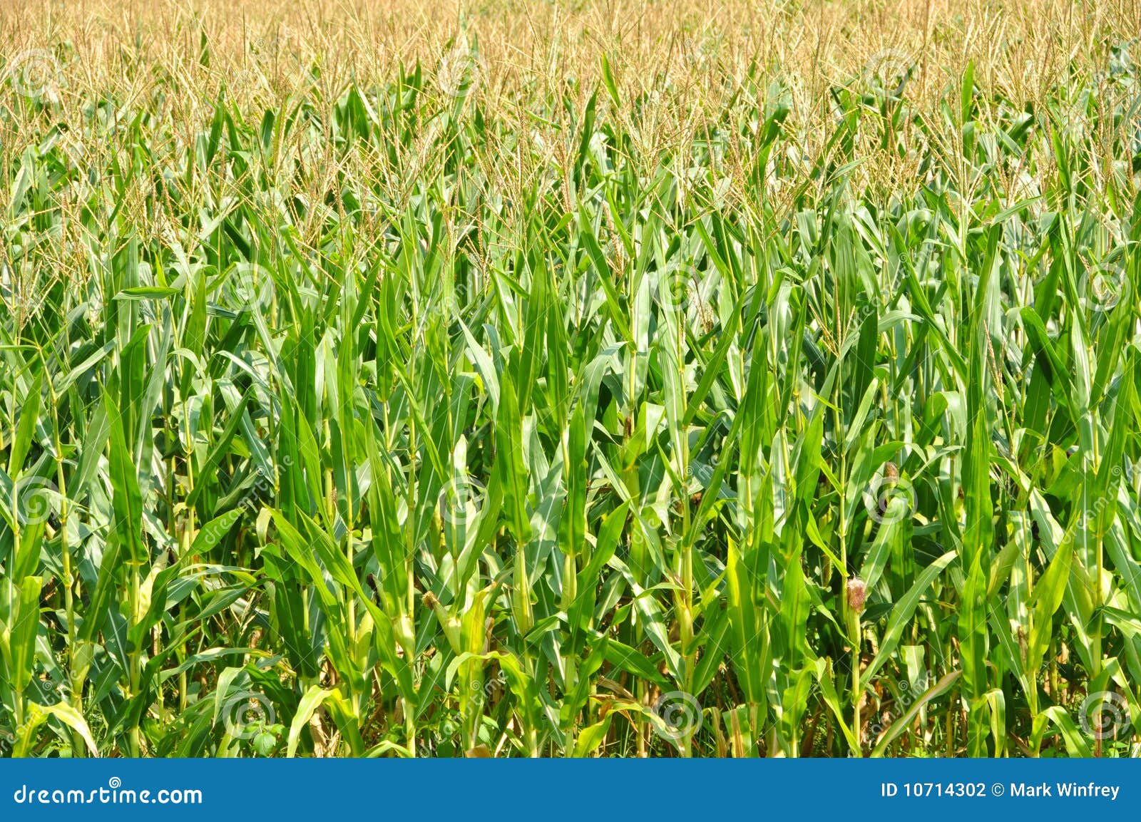 Field of Corn stock photo. Image of closeup, farmland - 10714302