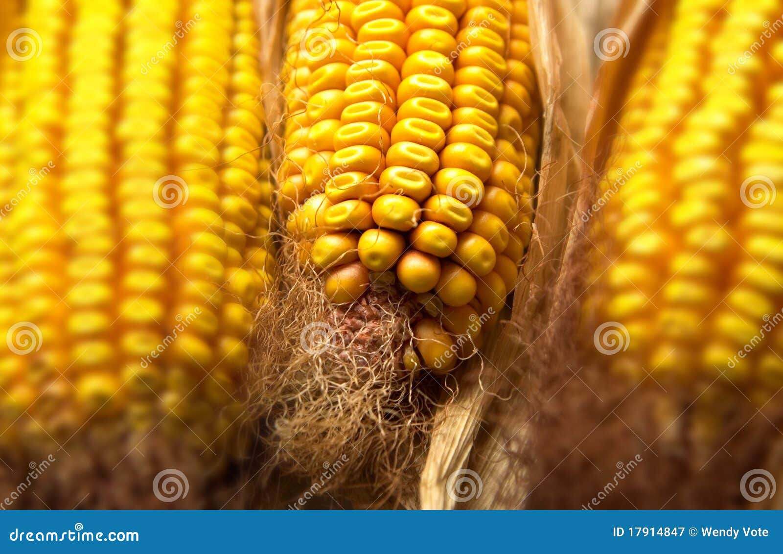 Field corn stock image. Image of autumn, husk, seedcorn - 17914847