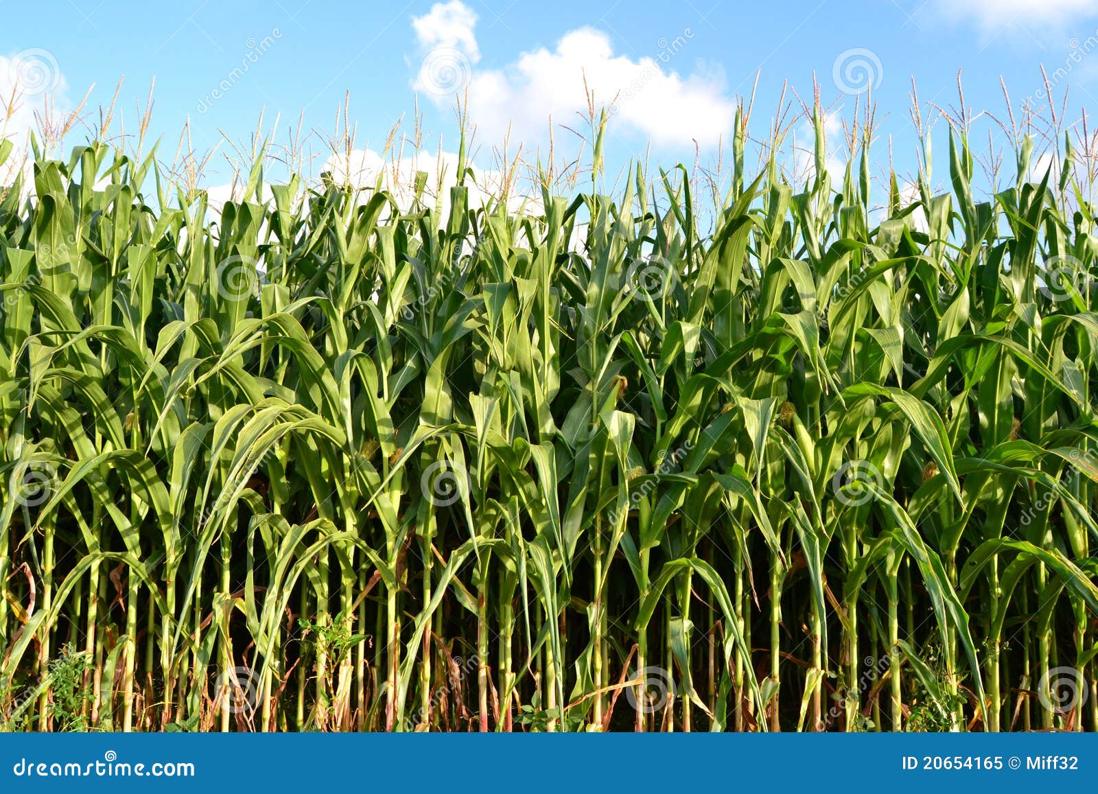 Field of corn stock image. Image of spring, fresh, green - 20654165
