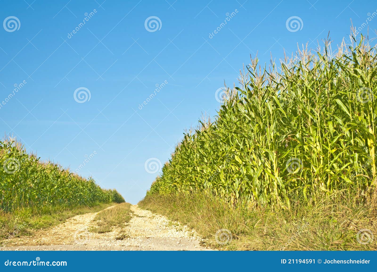 Field of corn stock image. Image of food, field, popcorn - 21194591